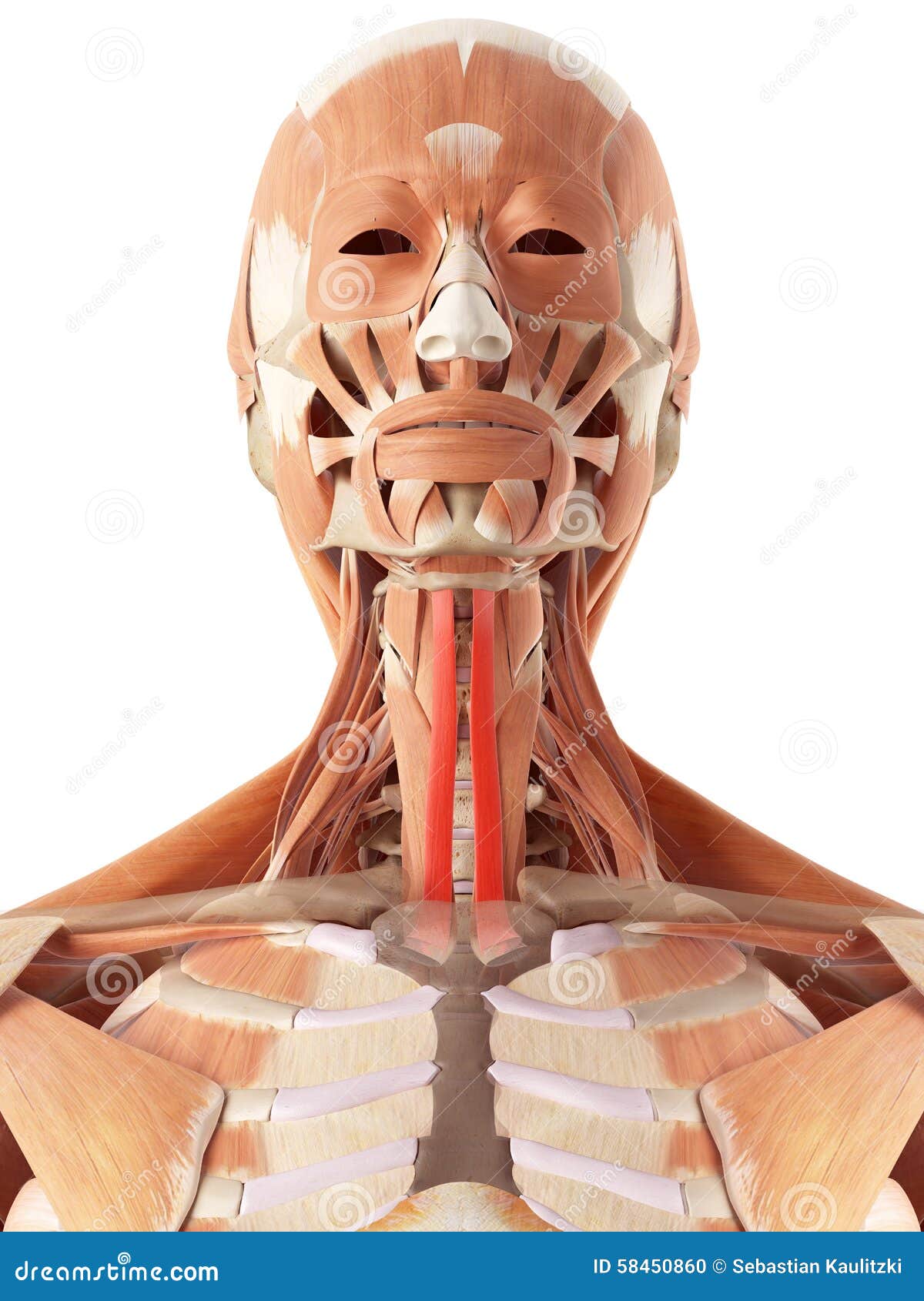 The sternohyoid stock illustration. Illustration of artwork - 58450860