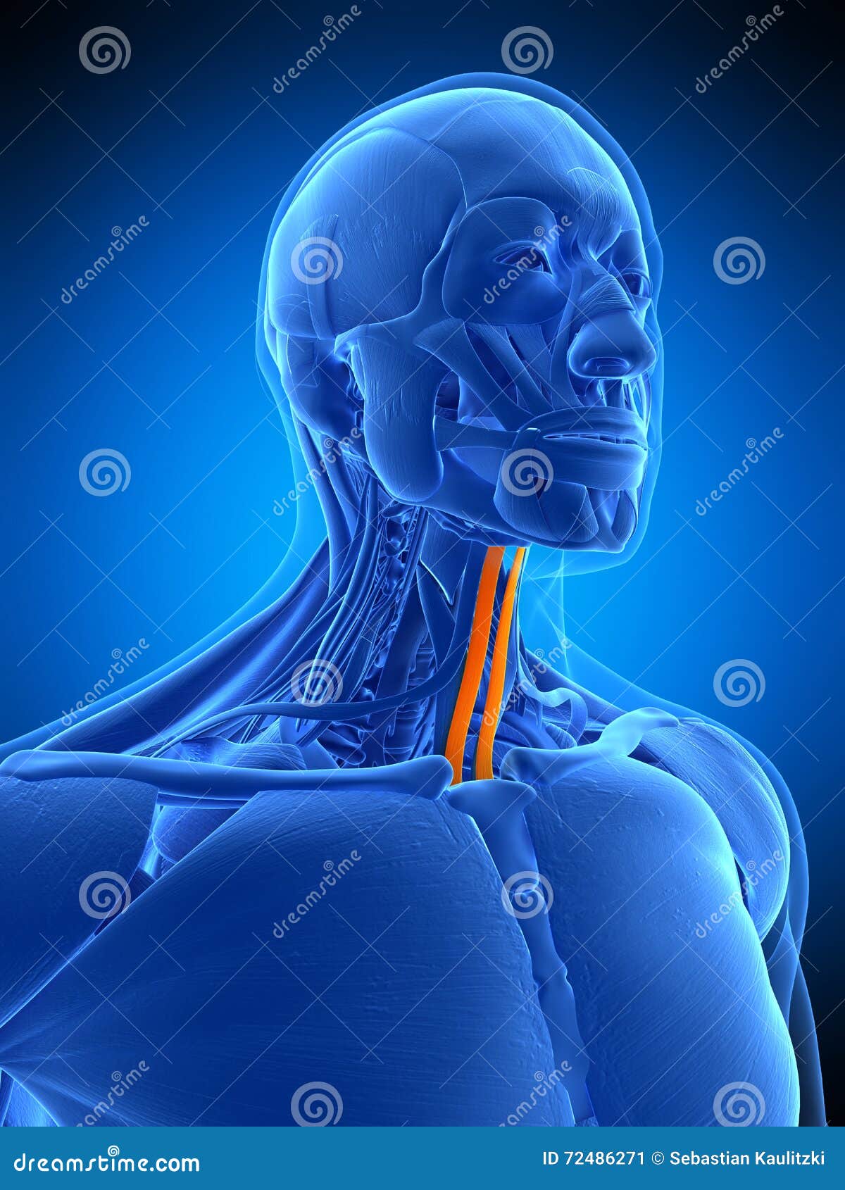 The sternohyoid stock illustration. Illustration of system - 72486271