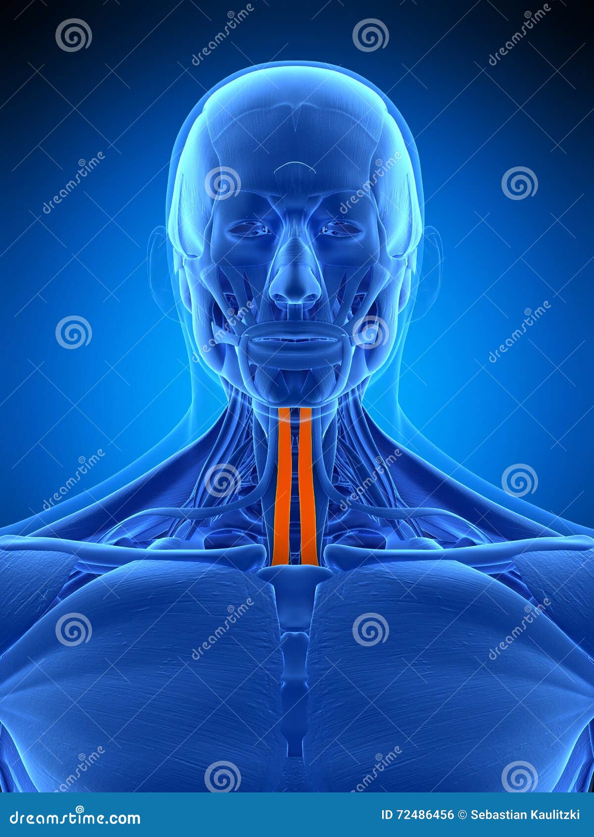 The sternohyoid stock illustration. Illustration of skull - 72486456