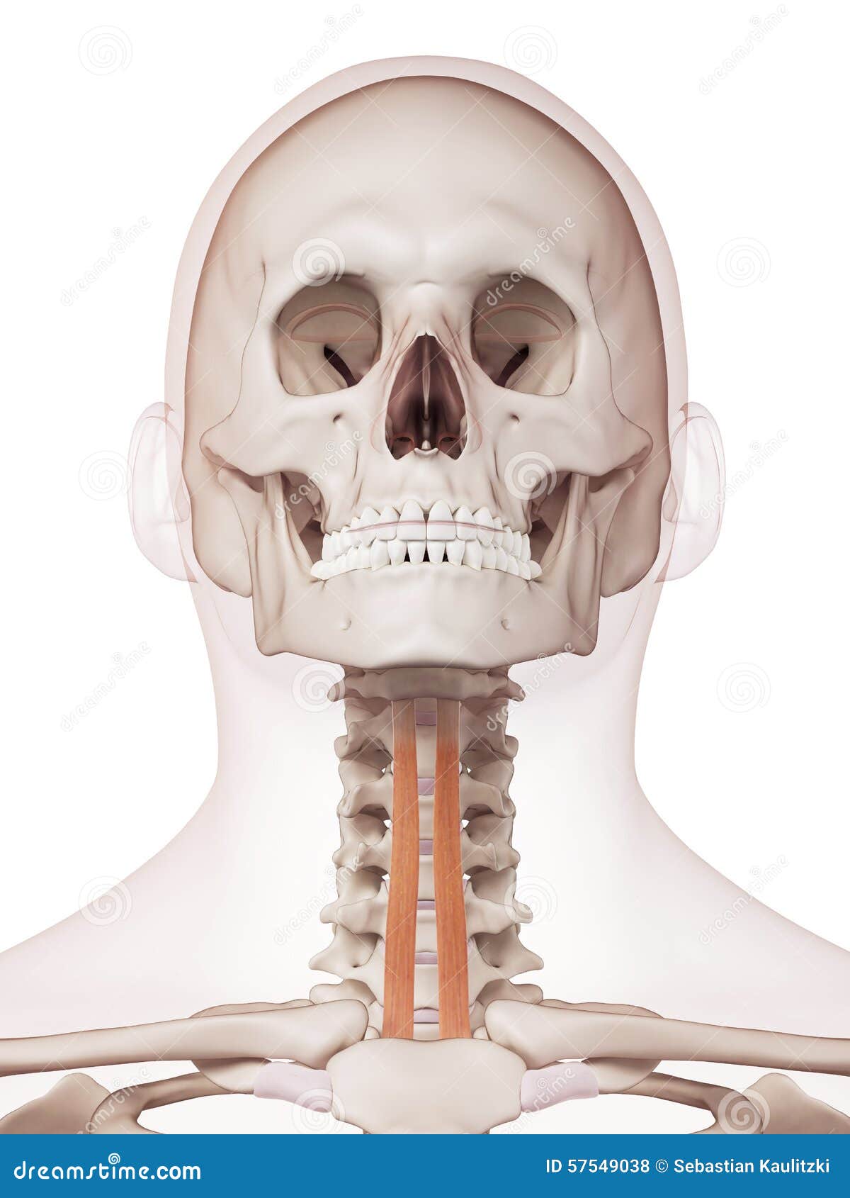 3d Illustration Of Sternohyoid Muscles On Xray Musculature Royalty-Free ...