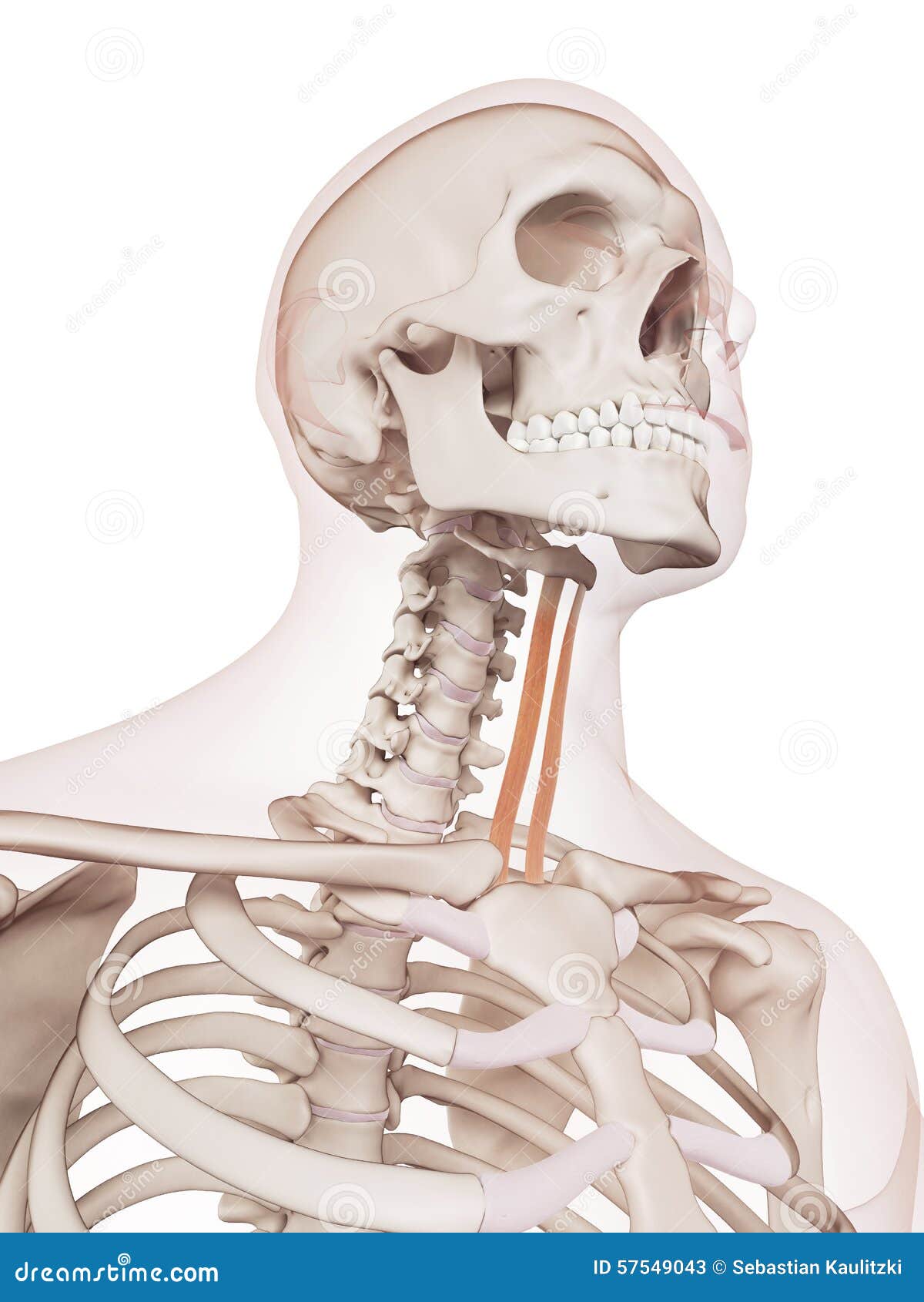 The sternohyoid stock illustration. Illustration of throat - 57549043
