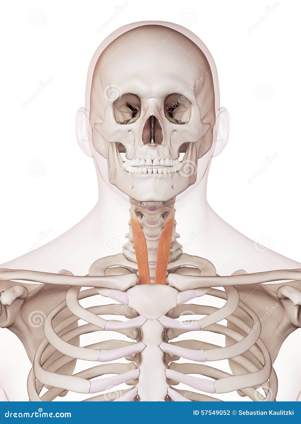 Sternohyoid Sternothyroid