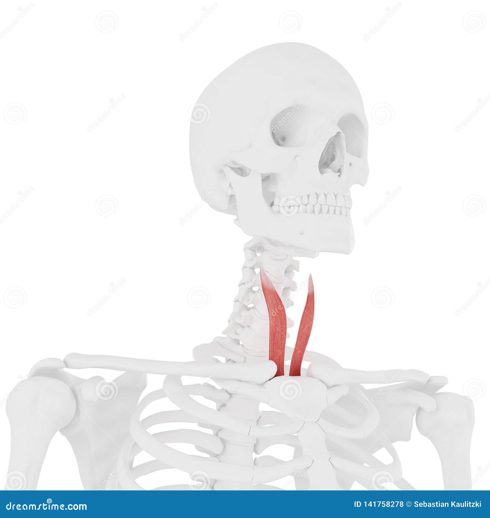 The Sternothyroid stock illustration. Illustration of rendered - 141758278