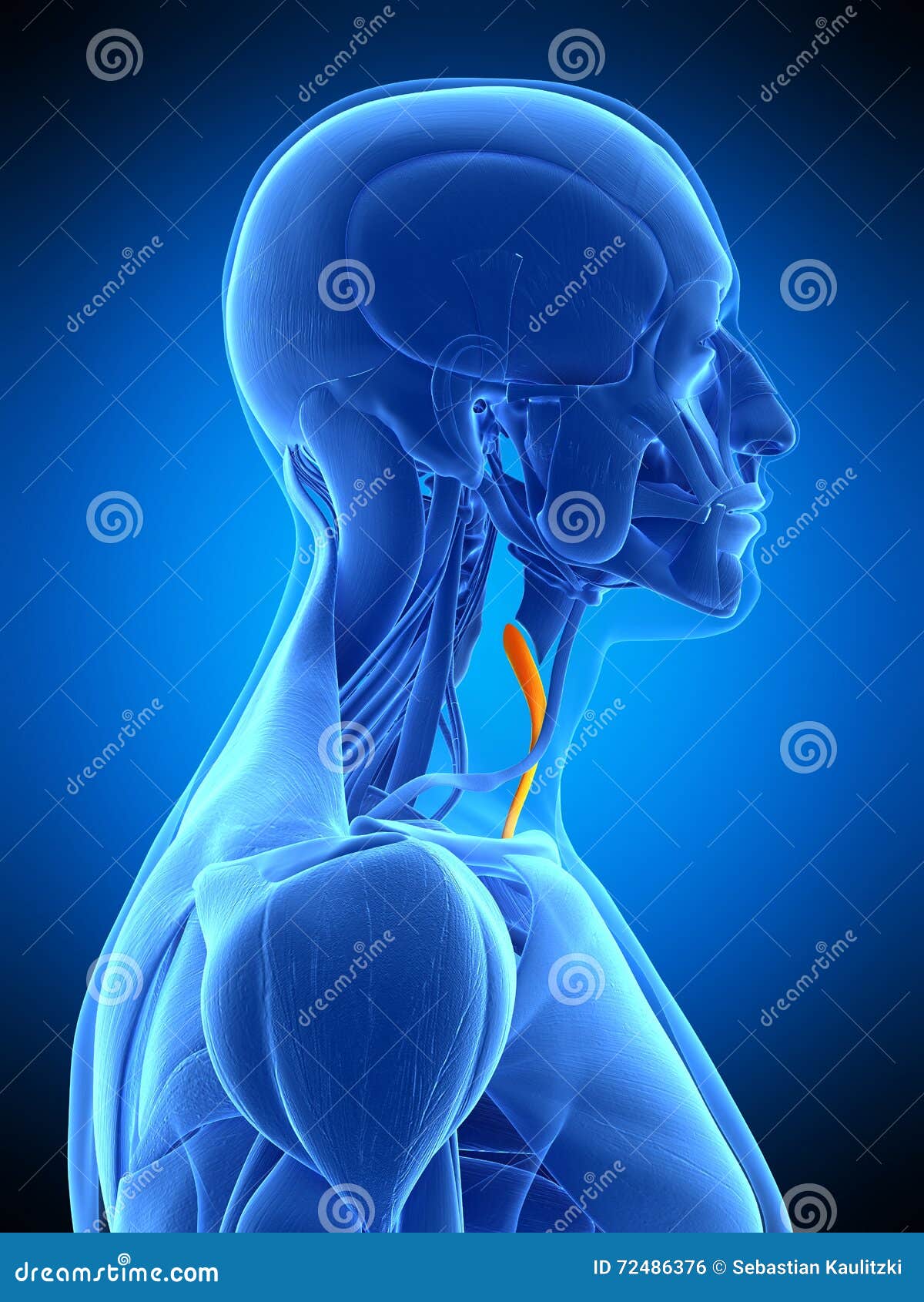 The sternothyroid stock illustration. Illustration of medical - 72486376