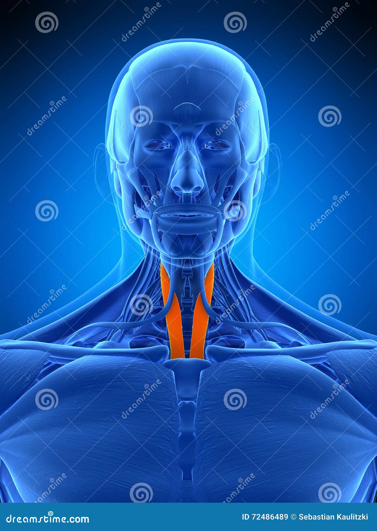 The sternothyroid stock illustration. Illustration of neck - 72486489
