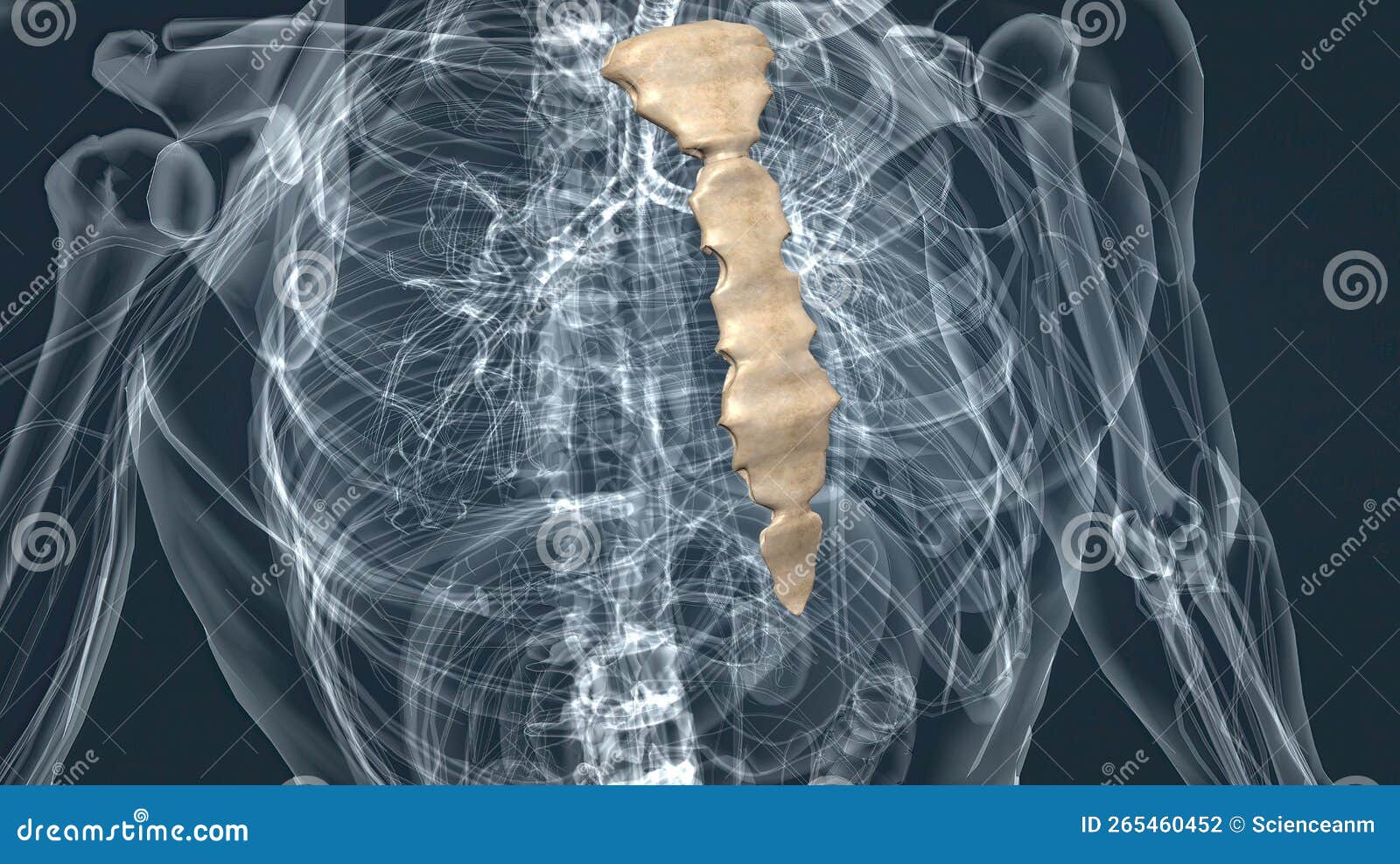 The Sternum Or Breastbone Is A Long Flat Bone Located In The Central Part Of The Chest Stock