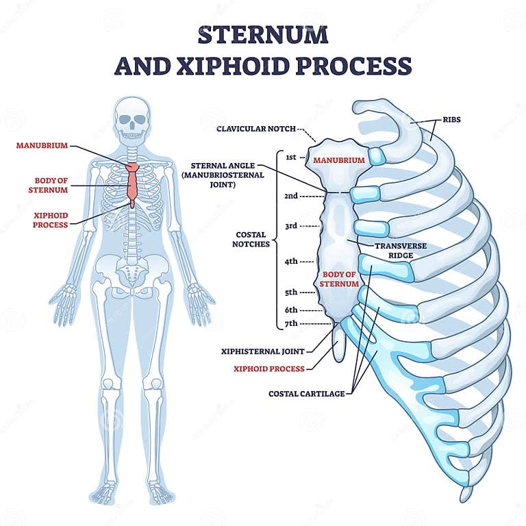 Sternum and Xiphoid Process with Breastbone Bone Structure Outline ...