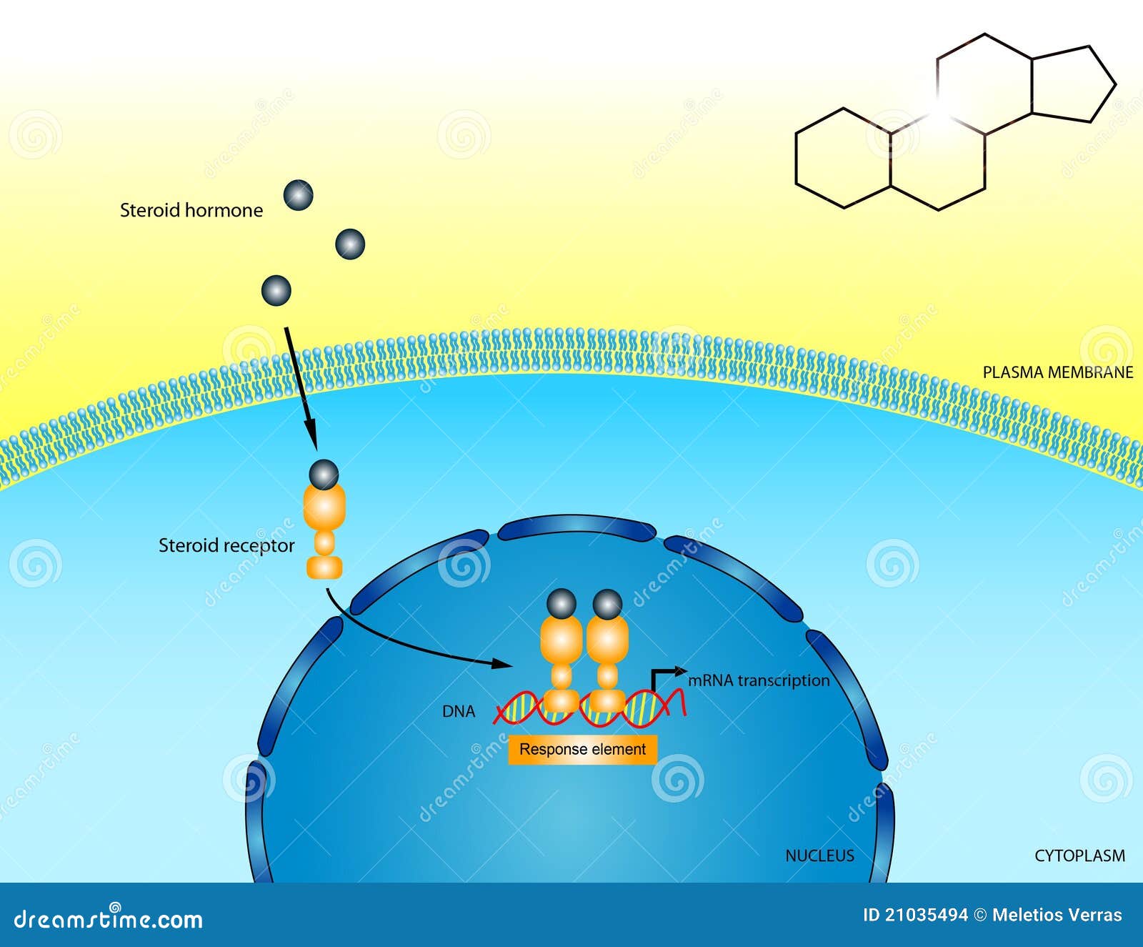 Steroid hormones stock illustration. Illustration of receptor - 21035494