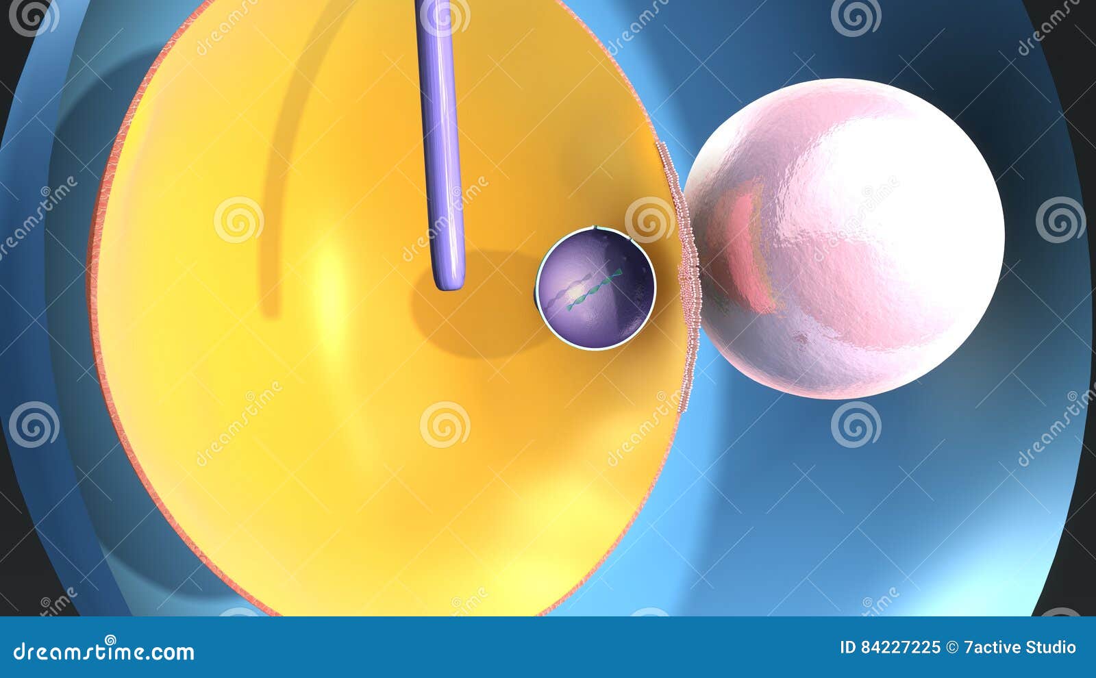 Steroid Hormones Mechanism stock illustration. Illustration of ...