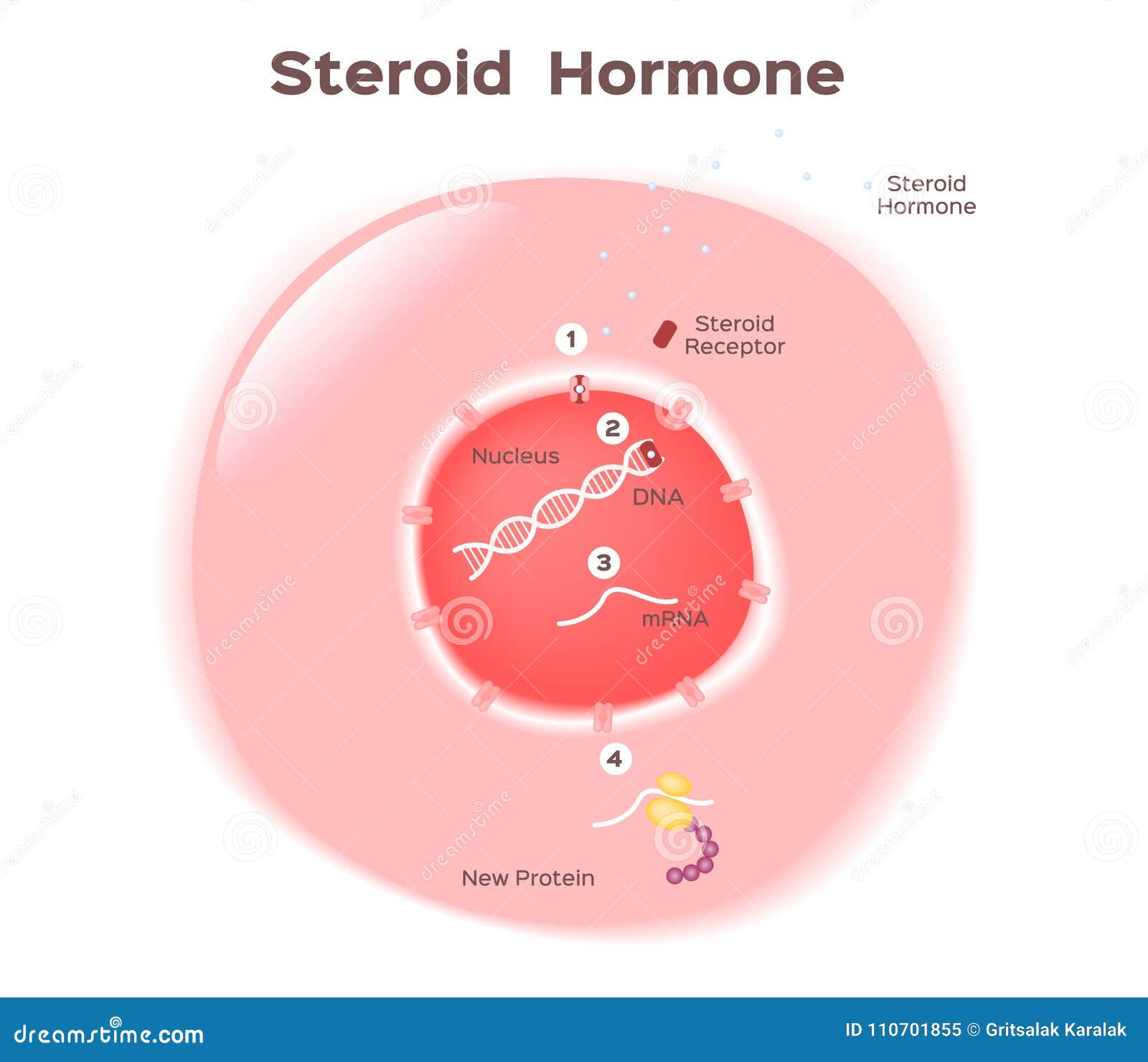 Steroid hormoon in mens vector illustratie. Illustration of insuline ...