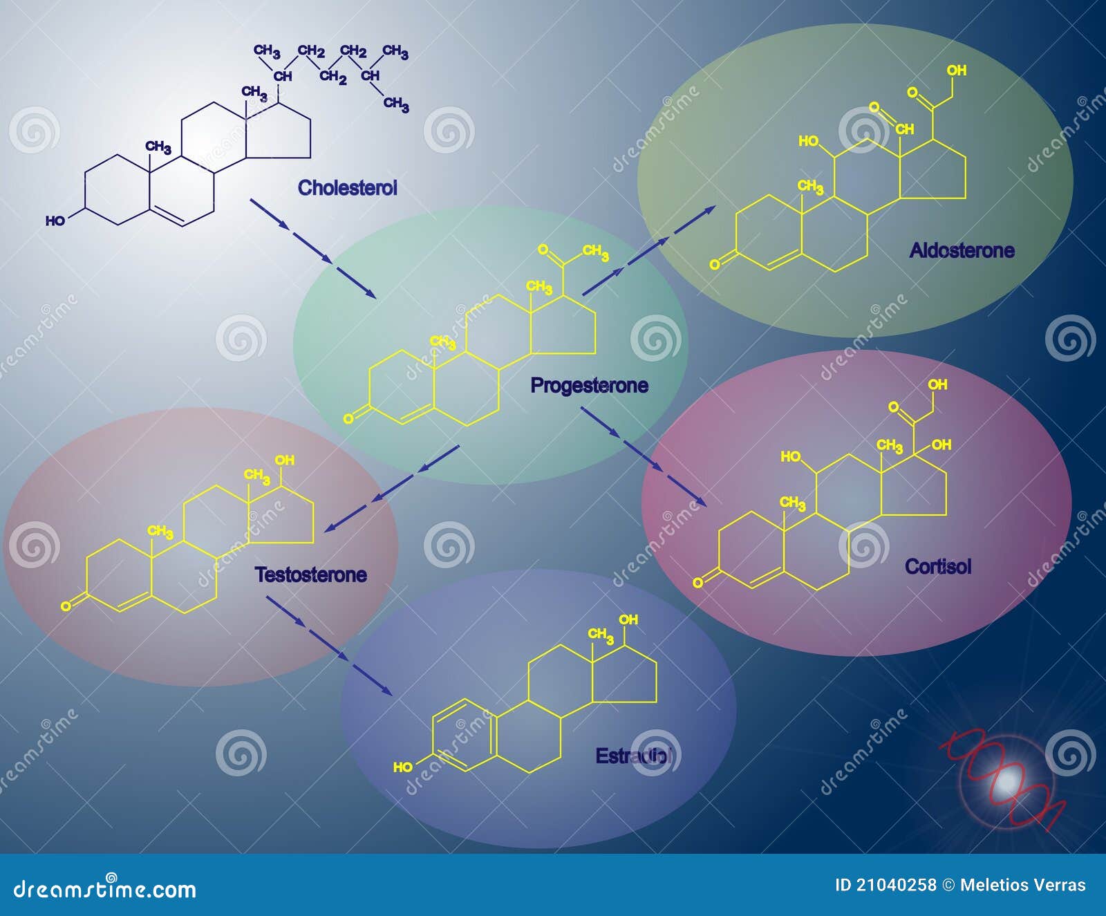 Steroidogenesis stock illustration. Illustration of progesterone - 21040258