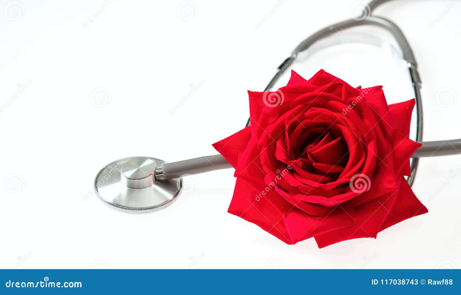Stethoscope and Red Rose on White Background Stock Image - Image of ...