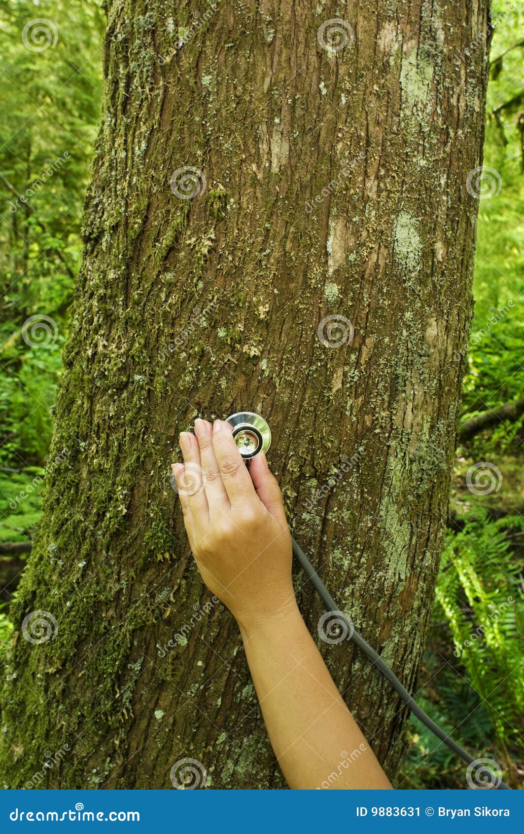 Stethoscope on Tree Checking Health Stock Image - Image of concepts ...