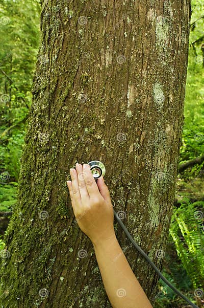 Stethoscope on Tree Checking Health Stock Image - Image of concepts ...
