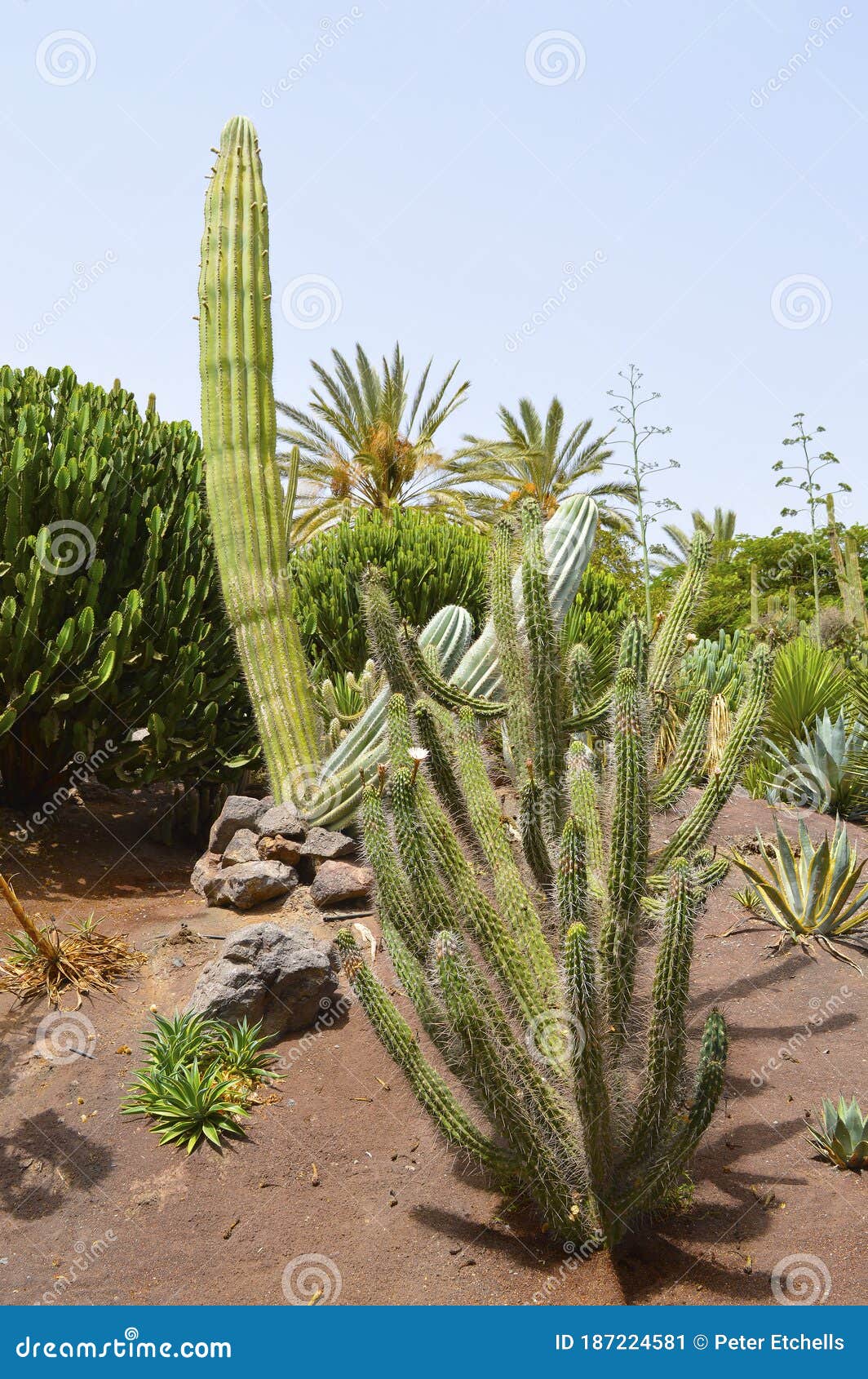 Stetsonia coryne imagen de archivo. Imagen de toothpick - 187224581