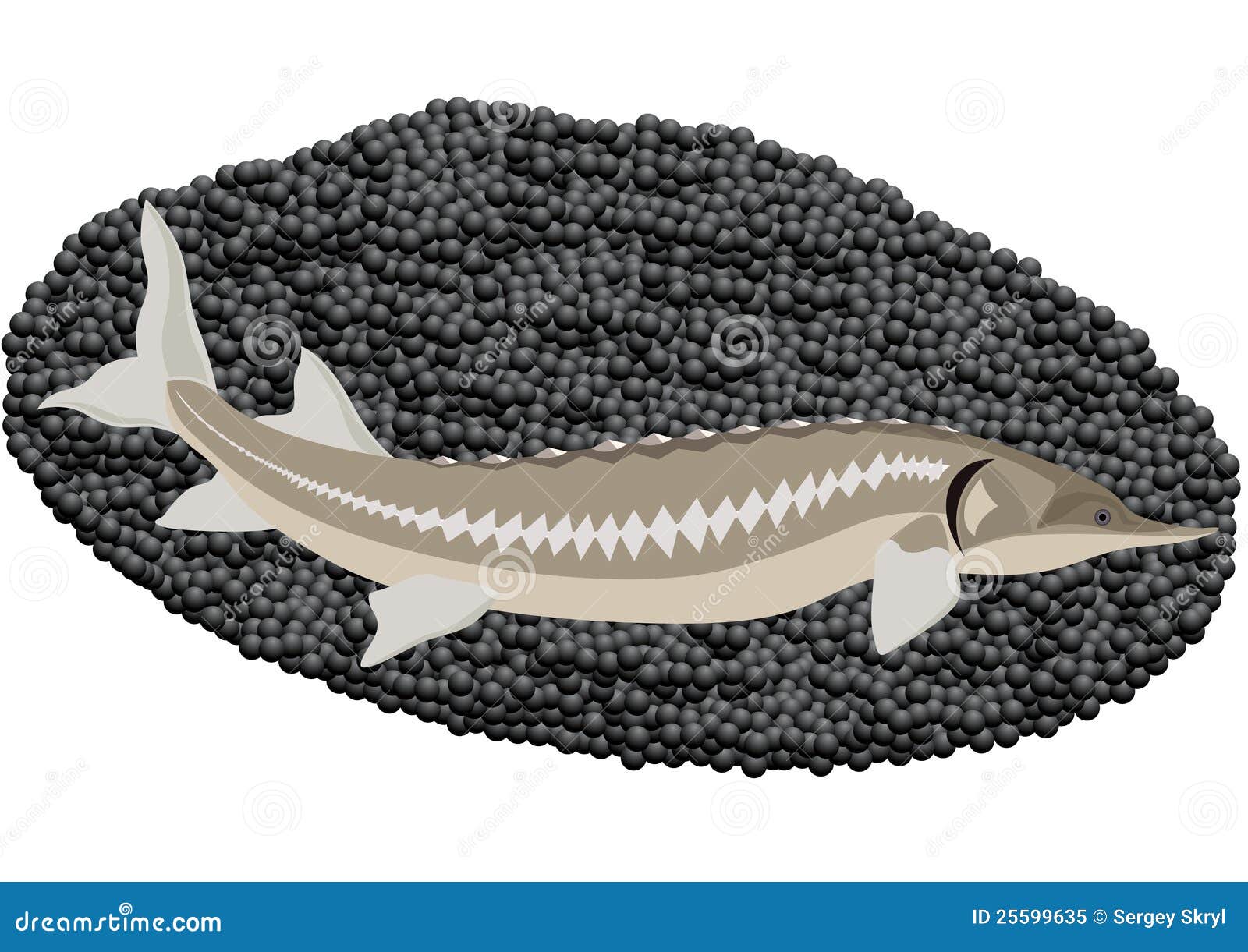 Steur en kaviaar vector illustratie. Illustration of tekening - 25599635