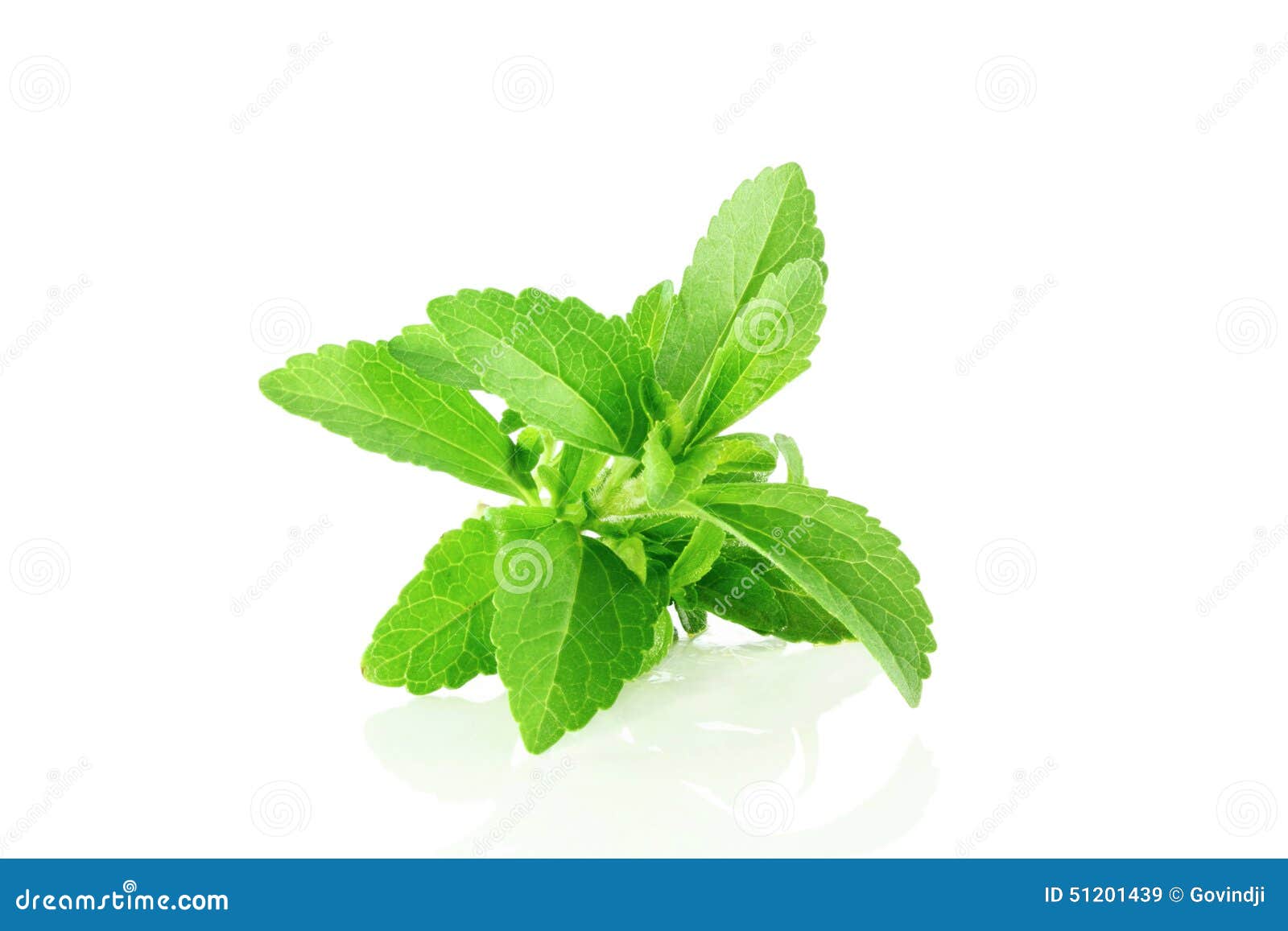 Stevia Herb Pure White Background Stock Photos - Free & Royalty-Free ...