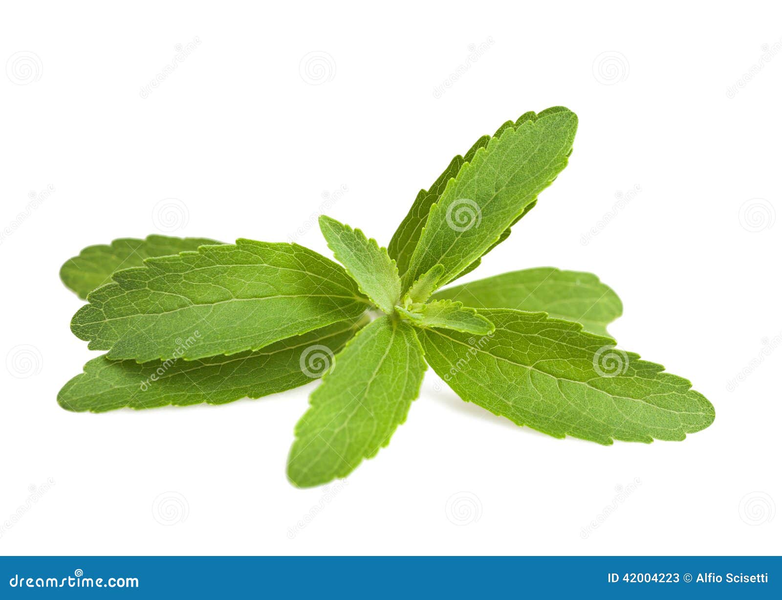 Stevia leaves stock image. Image of twig, sweet, medicinal - 42004223