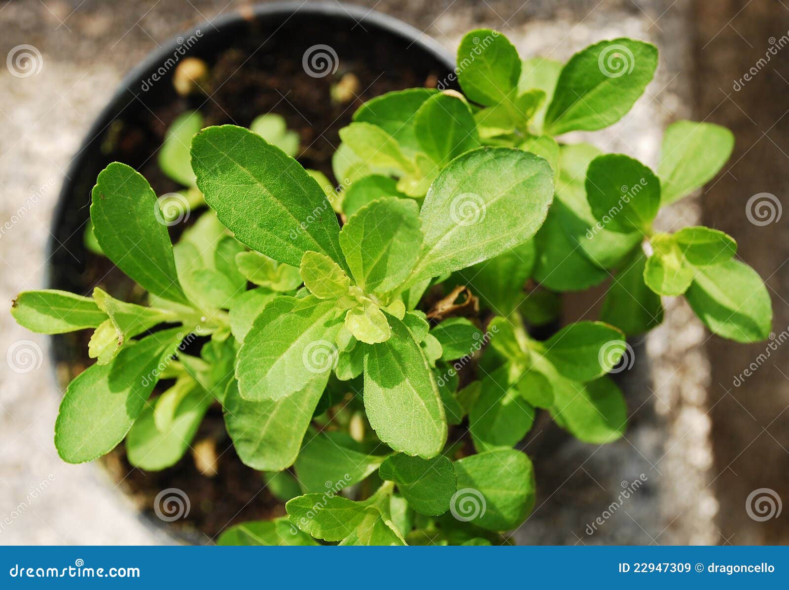 Stevia Plant stock image. Image of stevia, herbs, plant - 22947309