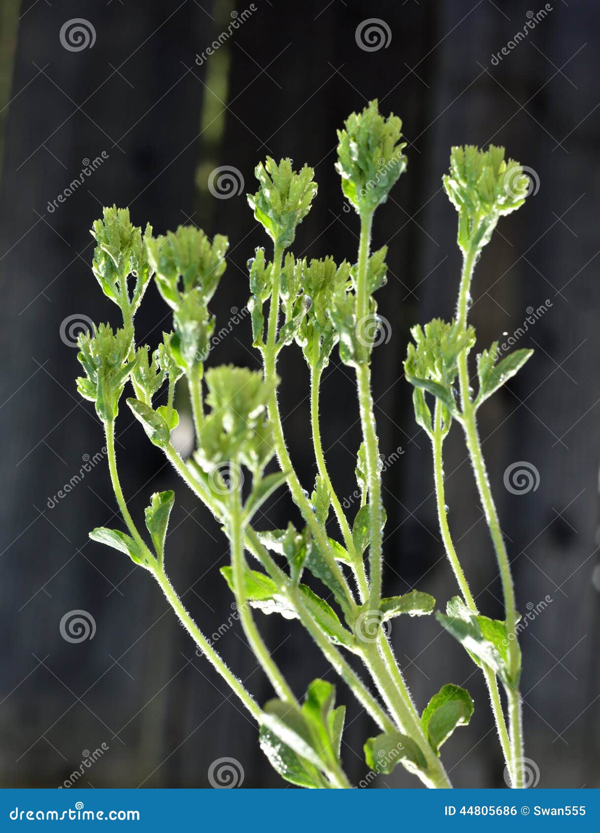 Stevia plant stock photo. Image of dietary, sugar, leaves - 44805686
