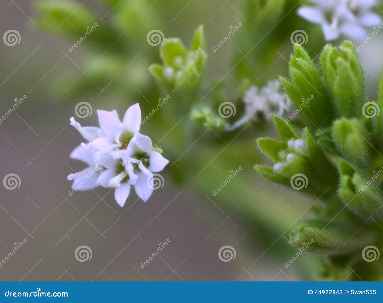 Stevia plant stock image. Image of leaf, greenery, medicinal - 44922843