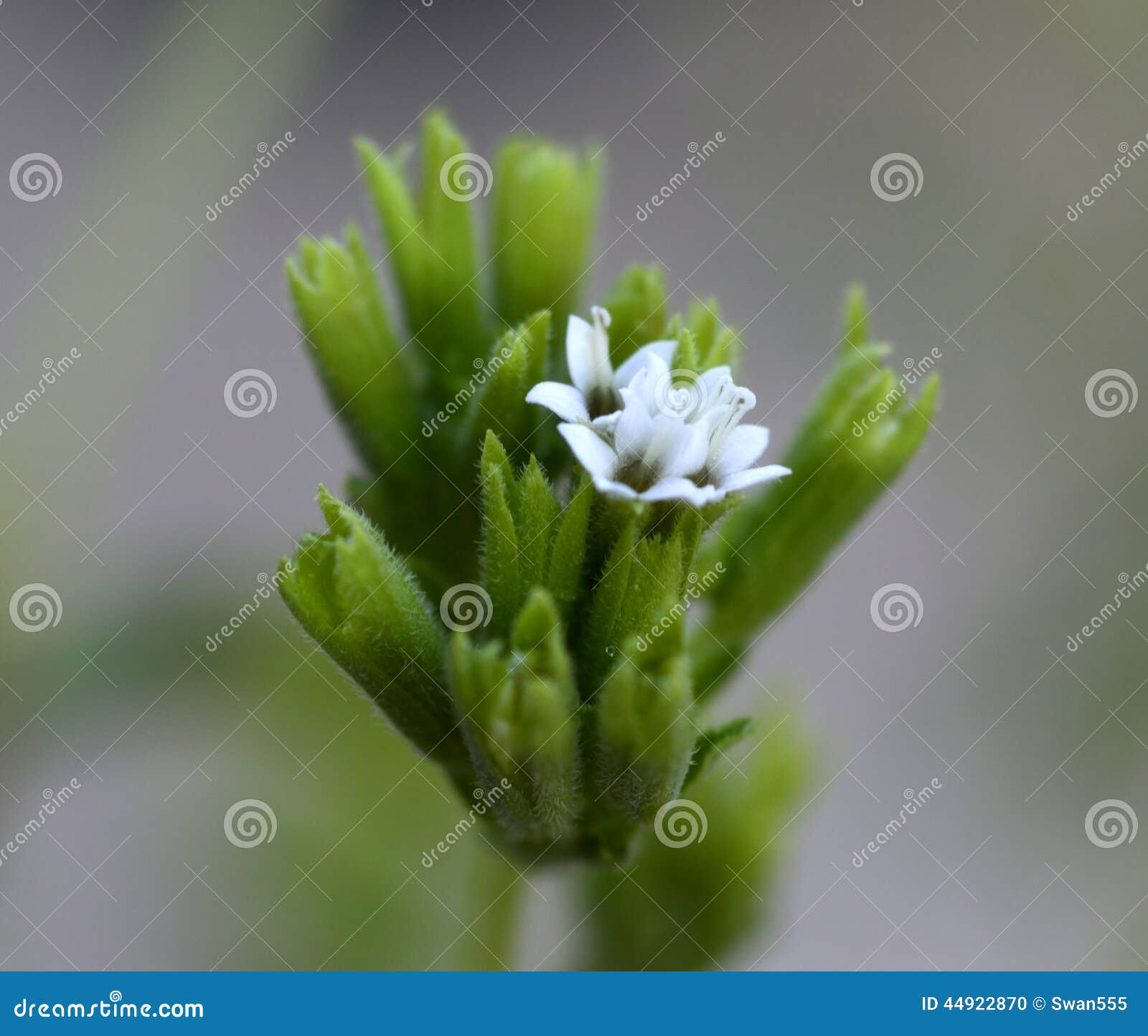 Stevia plant stock photo. Image of medicinal, herb, feeding - 44922870