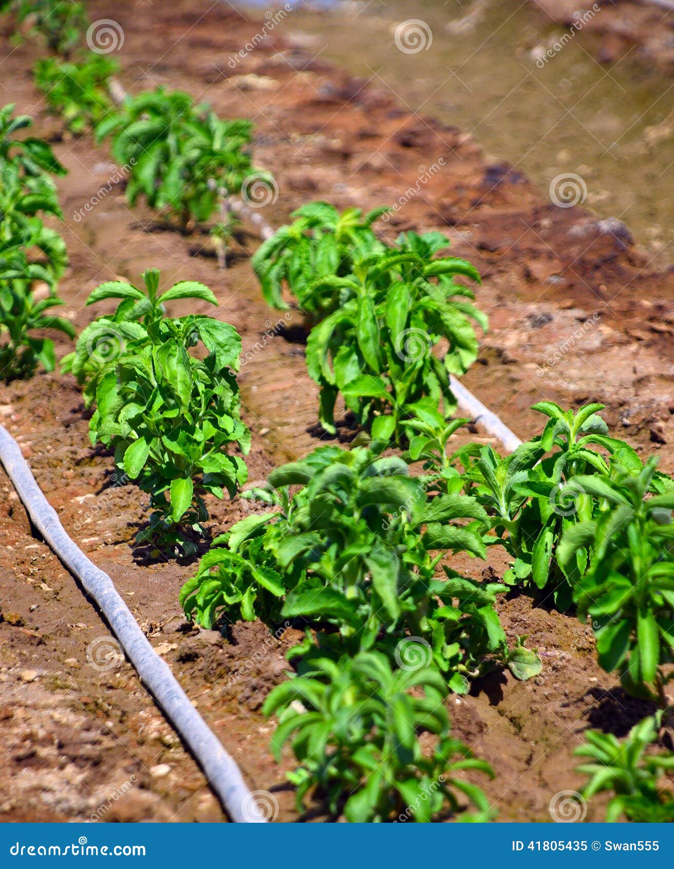 Stevia, plant. stock image. Image of medicinal, leaves - 41805435