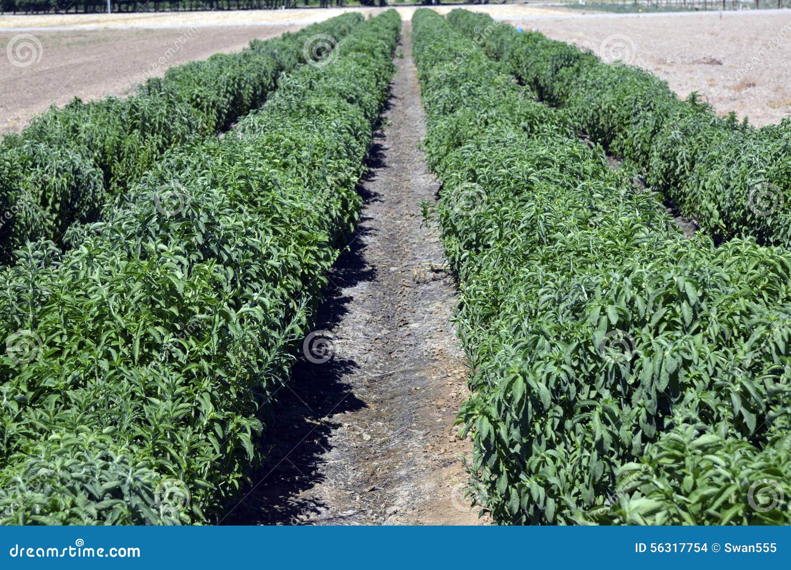 Stevia plant stock photo. Image of sweetener, natural - 56317754