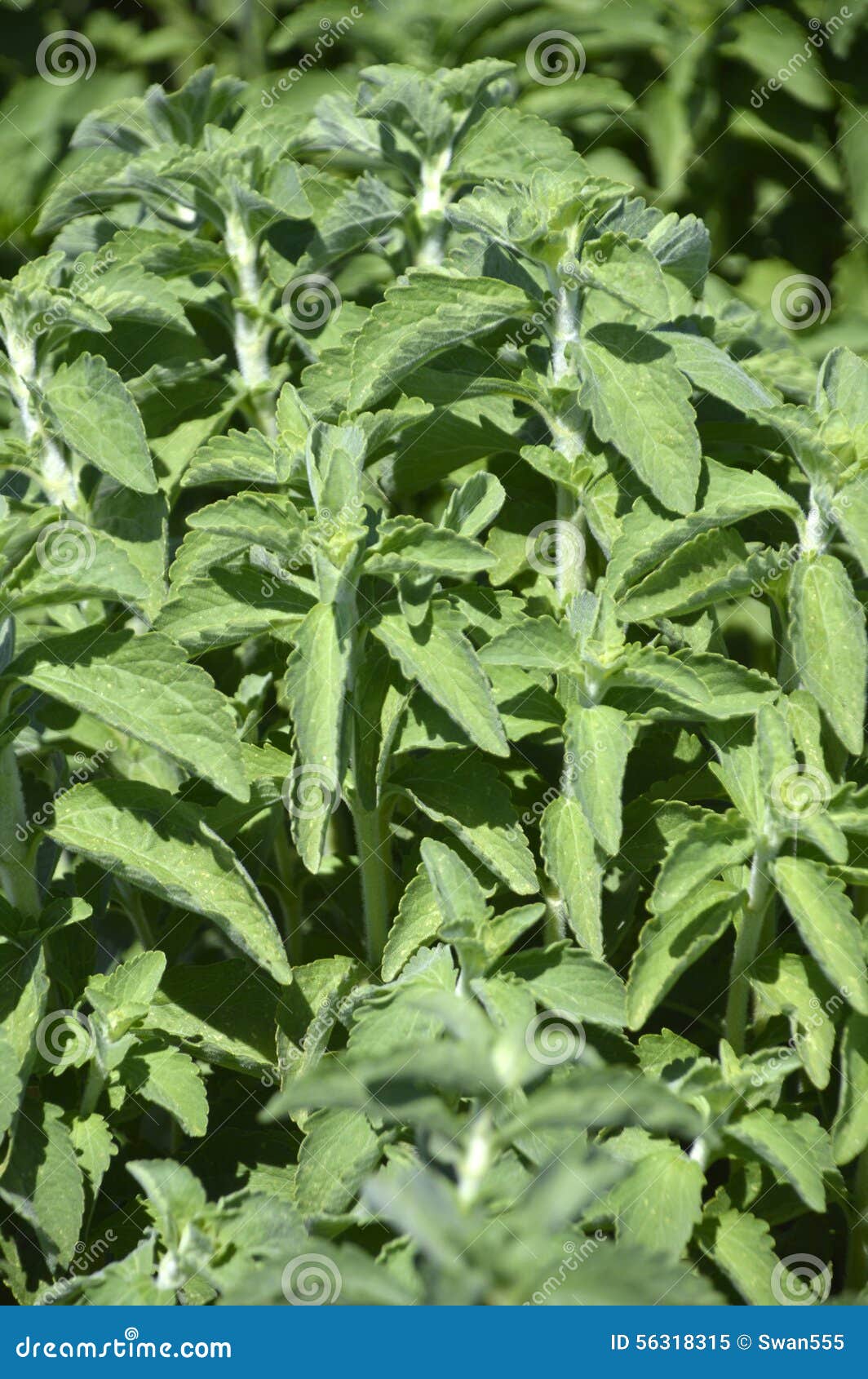 Stevia plant stock image. Image of health, medicinal - 56318315