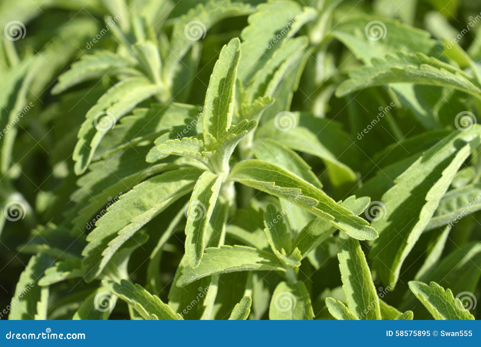 Stevia plant stock image. Image of lose, twig, sugar - 58575895