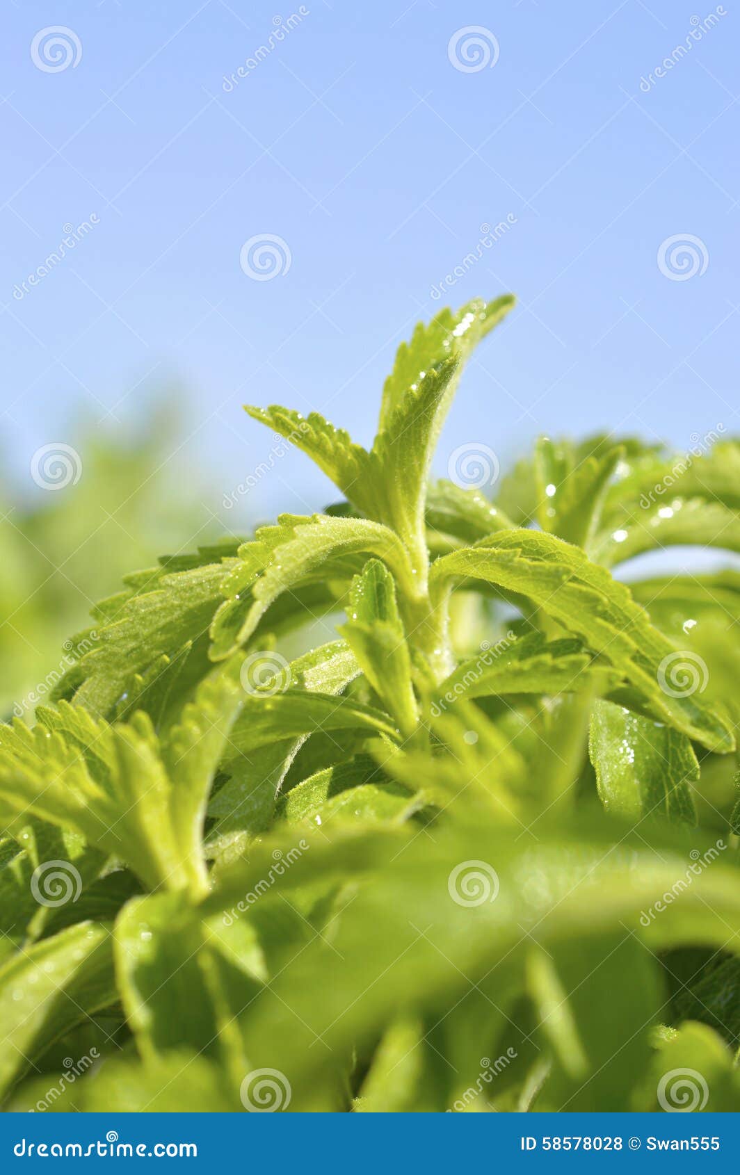 Stevia plant stock photo. Image of sweetener, alternative - 58578028