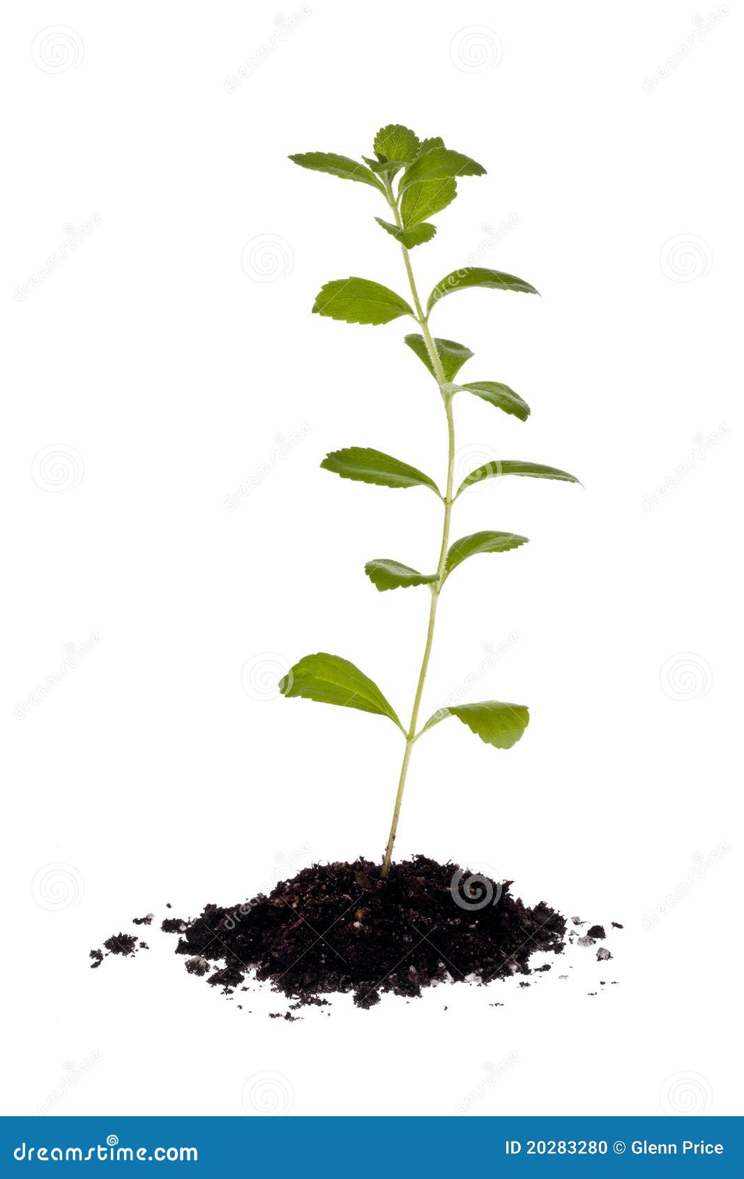 1,811 Plant Stevia Rebaudiana Stock Photos - Free & Royalty-Free Stock ...