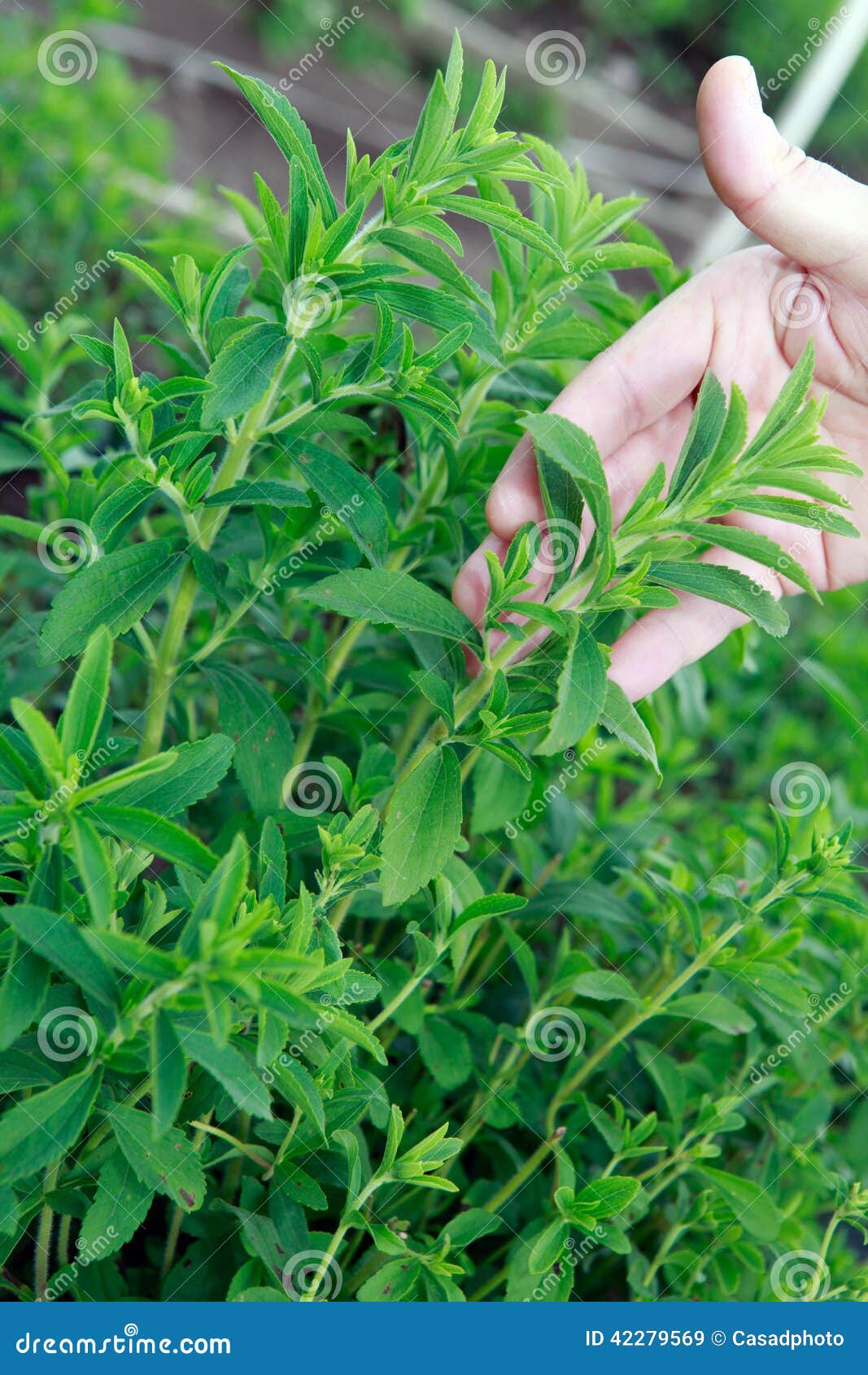 Stevia stock image. Image of ecology, plantation, stevia - 42279569