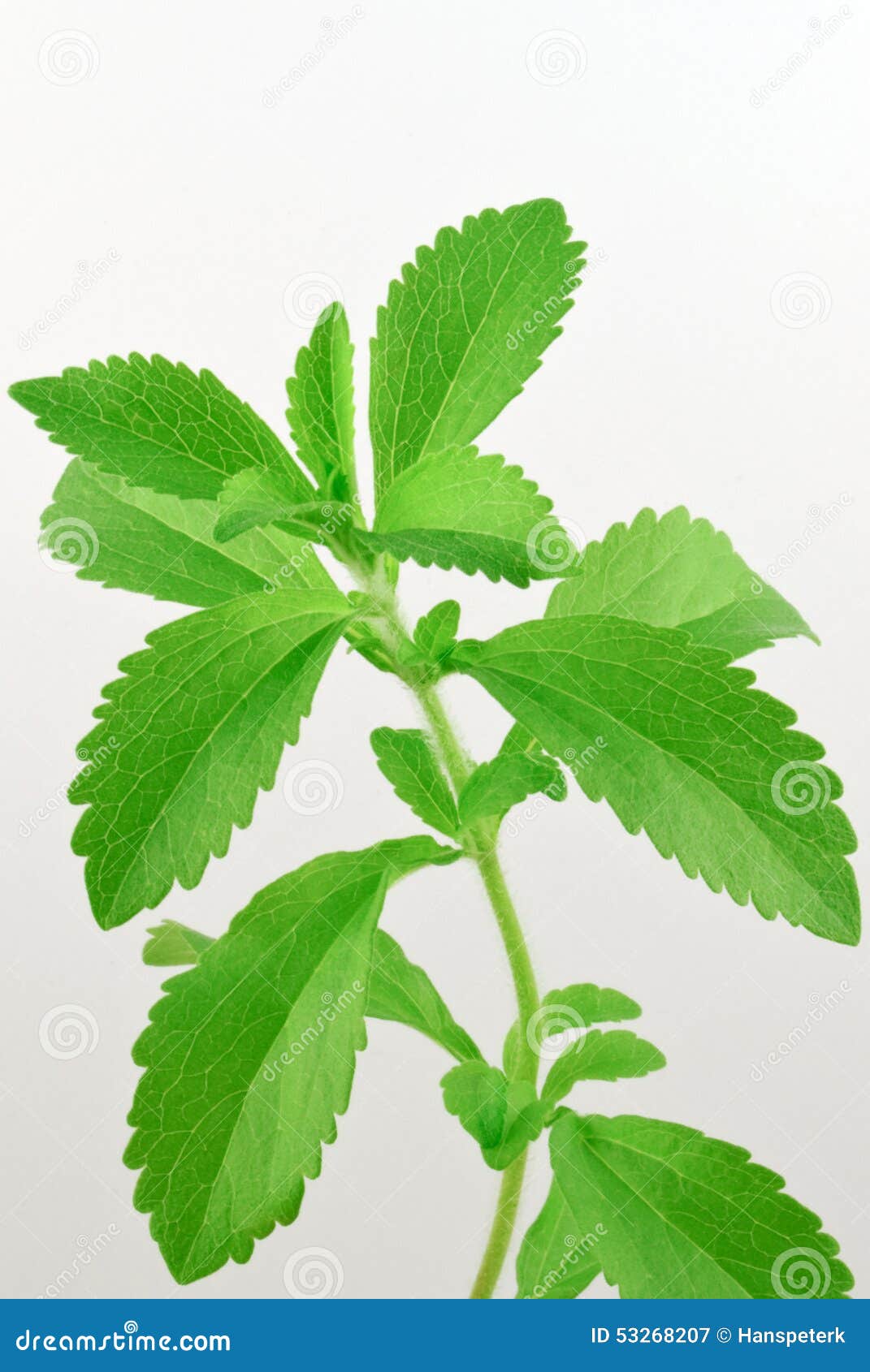 Stevia Rebaudiana, with Fresh, Green Leafs Stock Image - Image of leafs ...