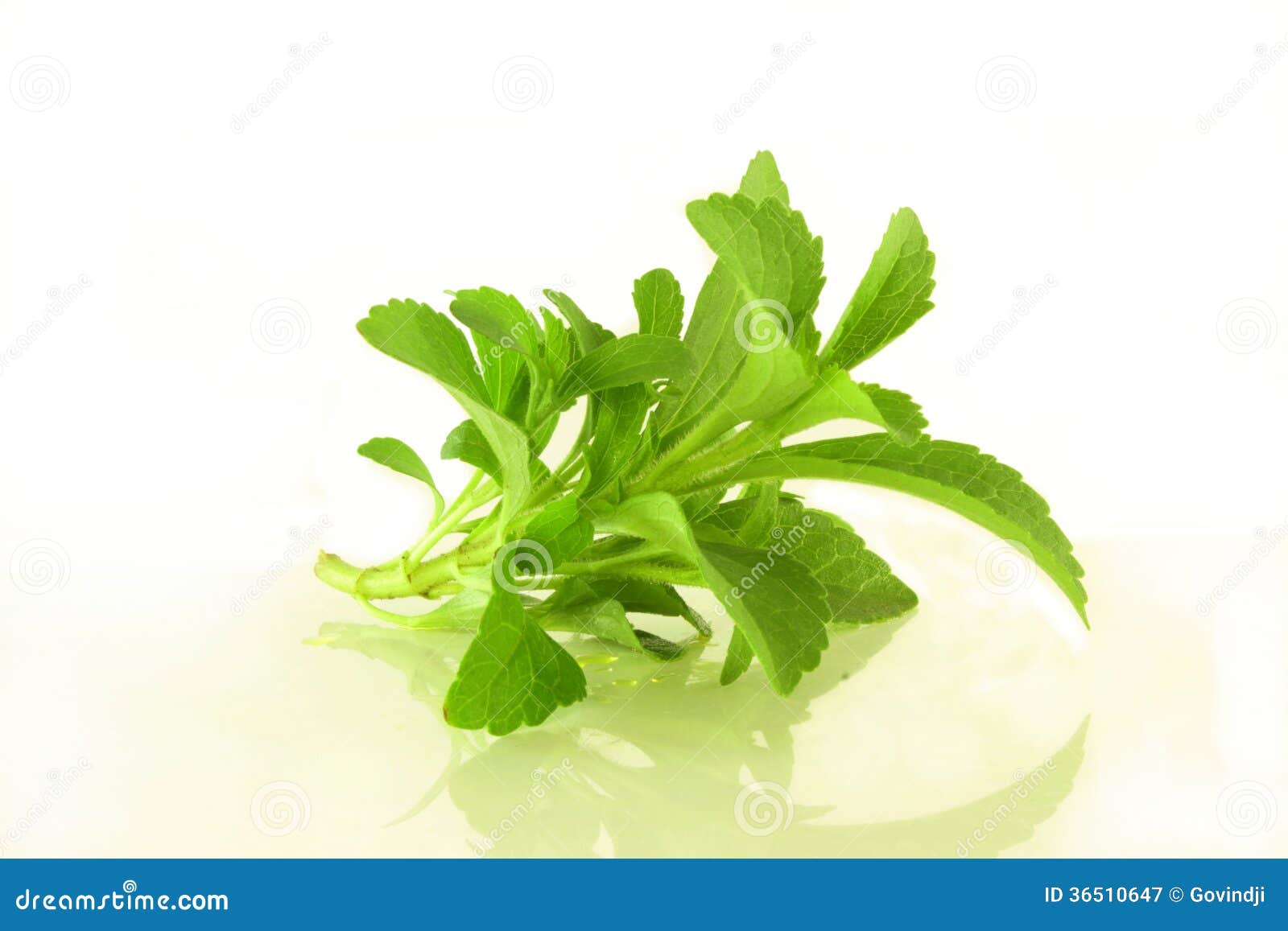 Stevia sweetener herb stock image. Image of green, leaves - 36510647