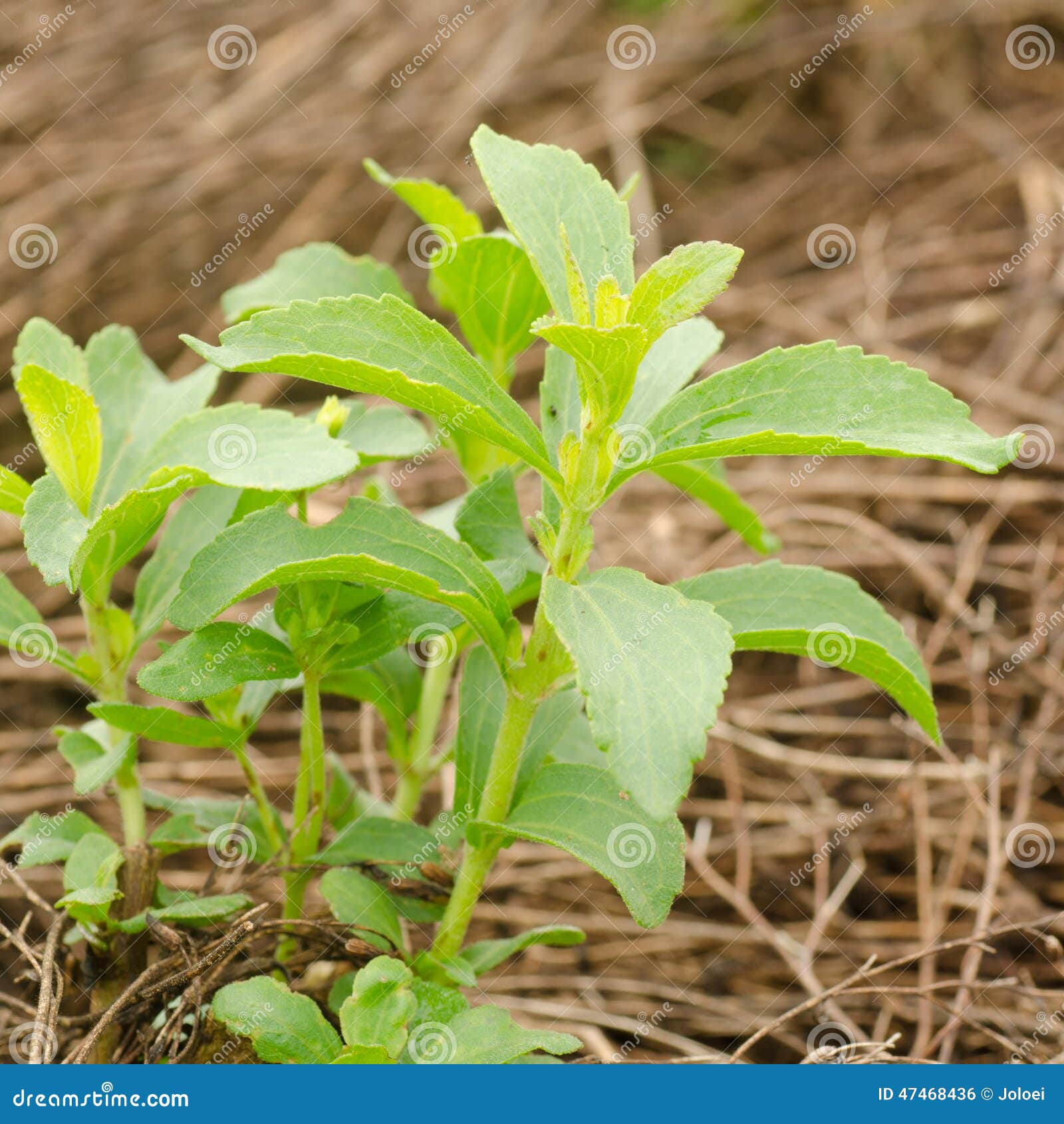 Stevia tree stock photo. Image of rebaudiana, plant, herb - 47468436