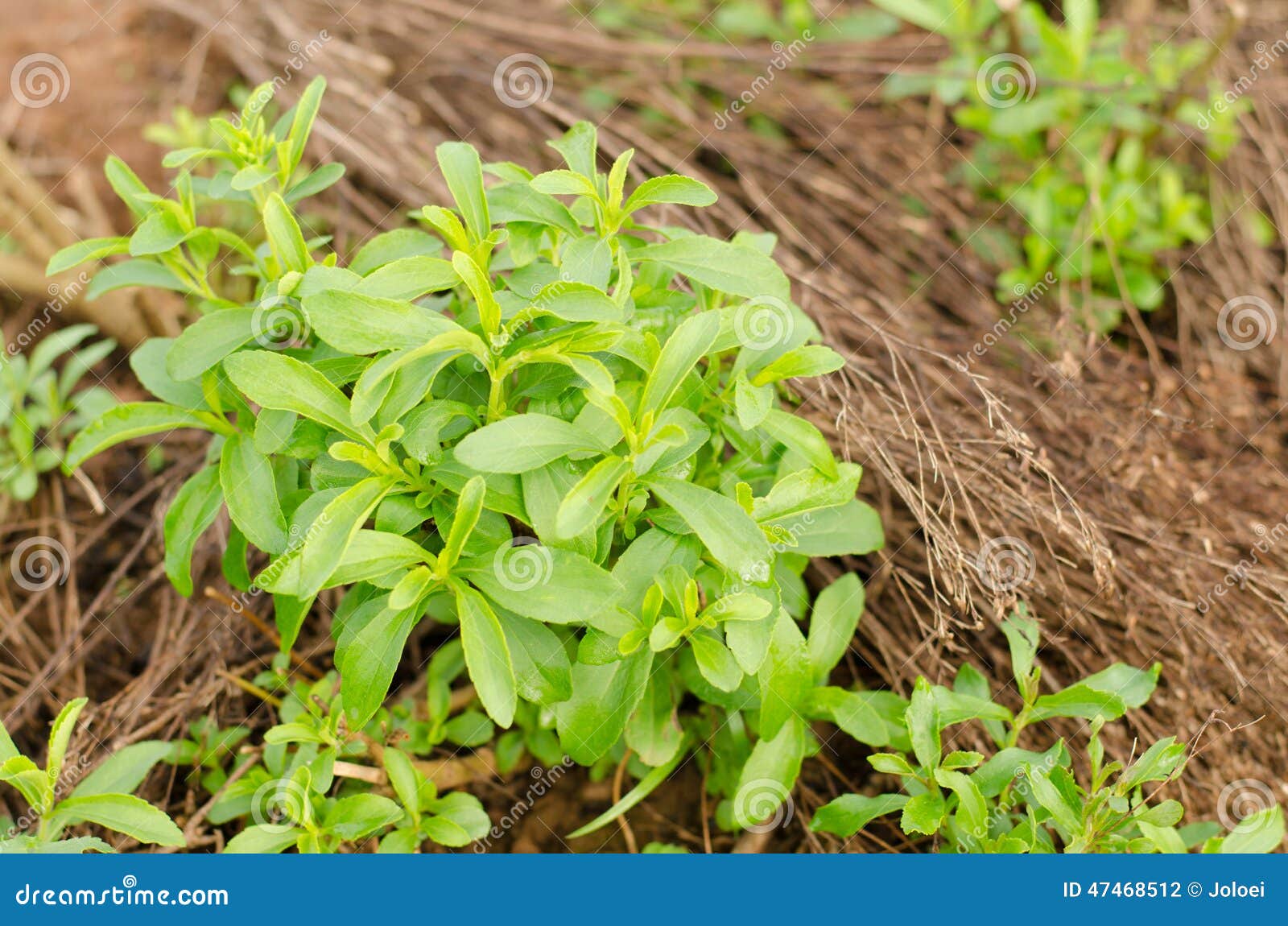 Stevia tree stock photo. Image of growing, closeup, soil - 47468512