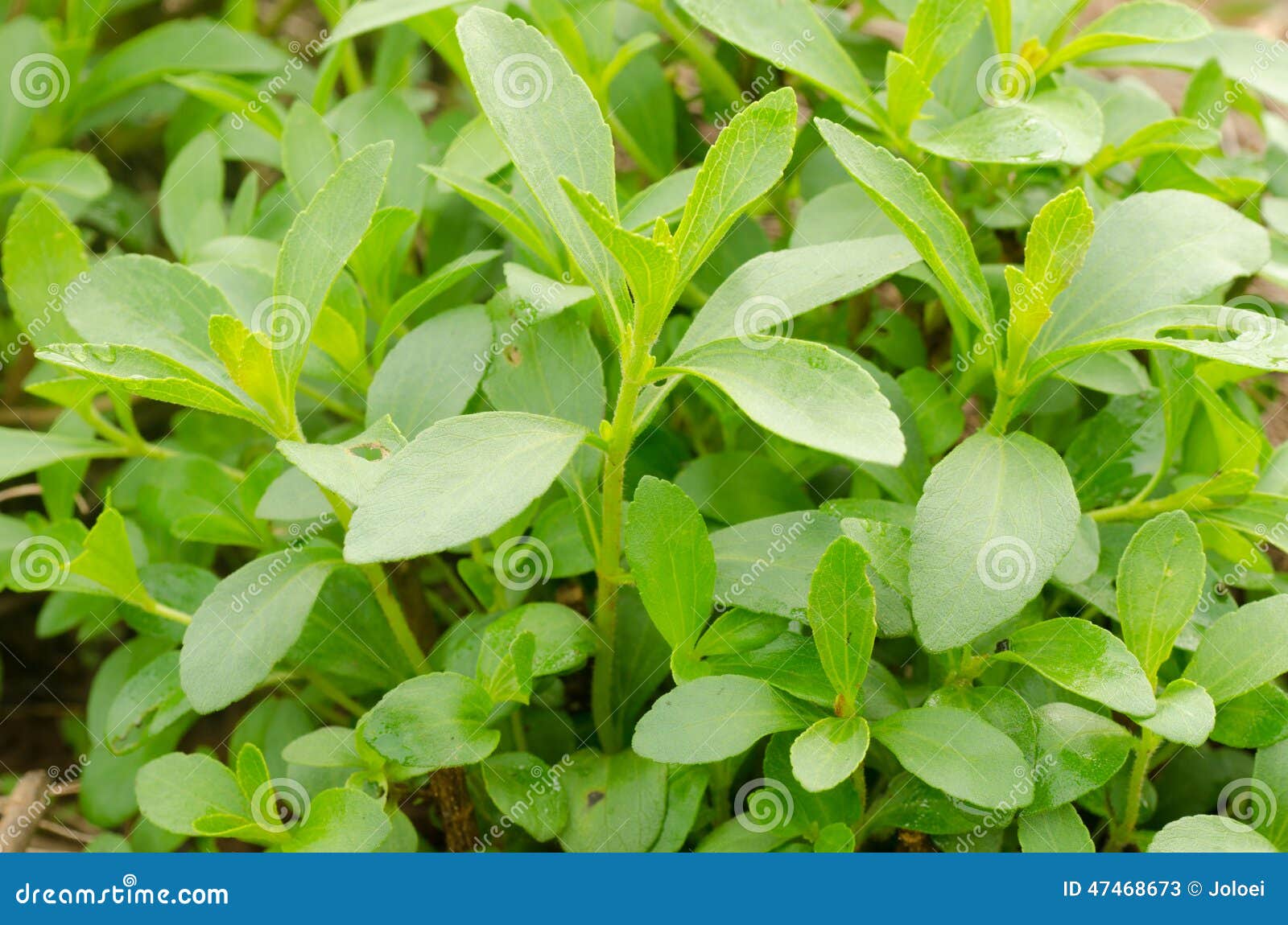 Stevia tree stock image. Image of supplements, bertoni - 47468673