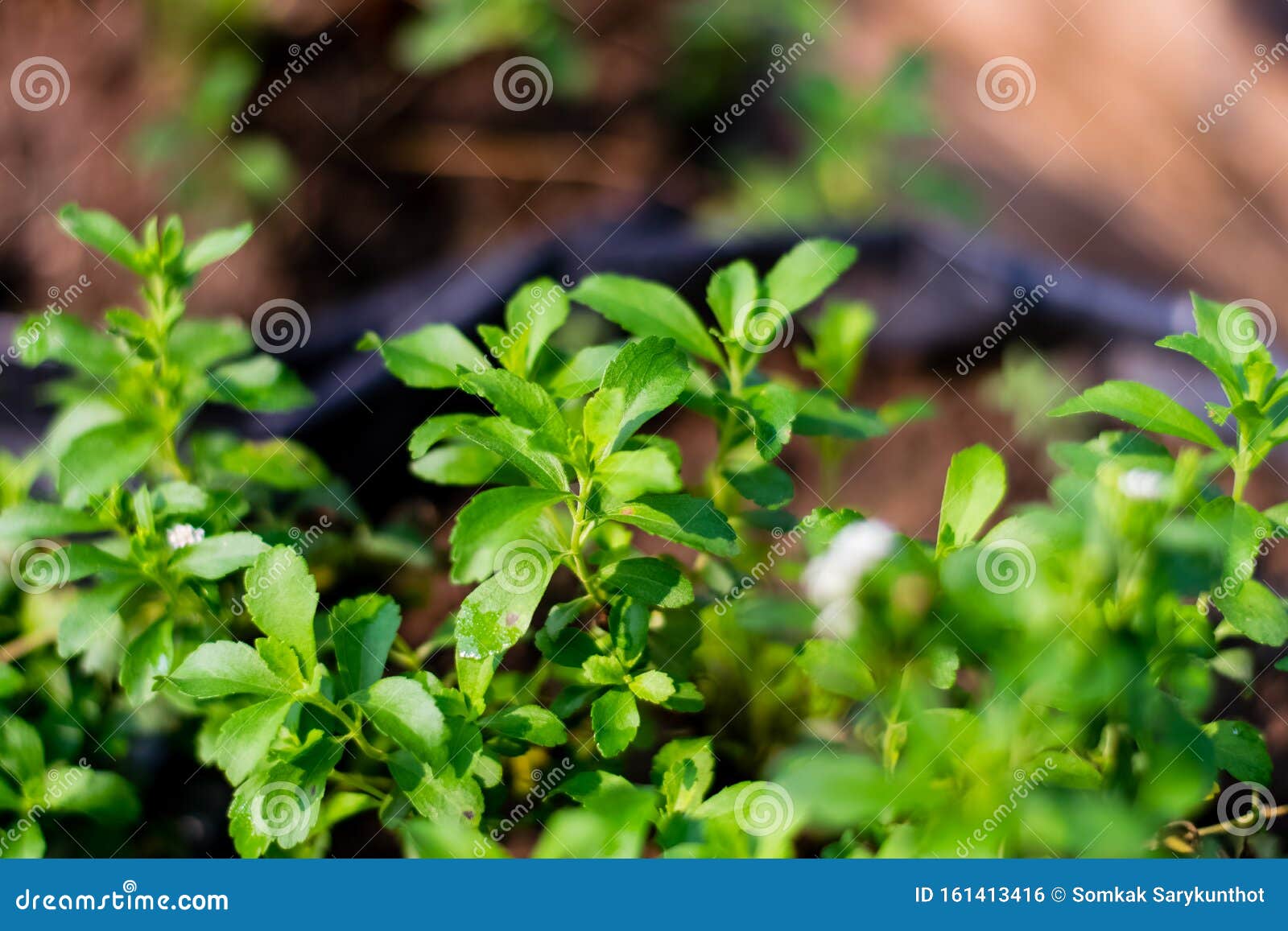 Stevia tree plant stock photo. Image of botany, calorie - 161413416
