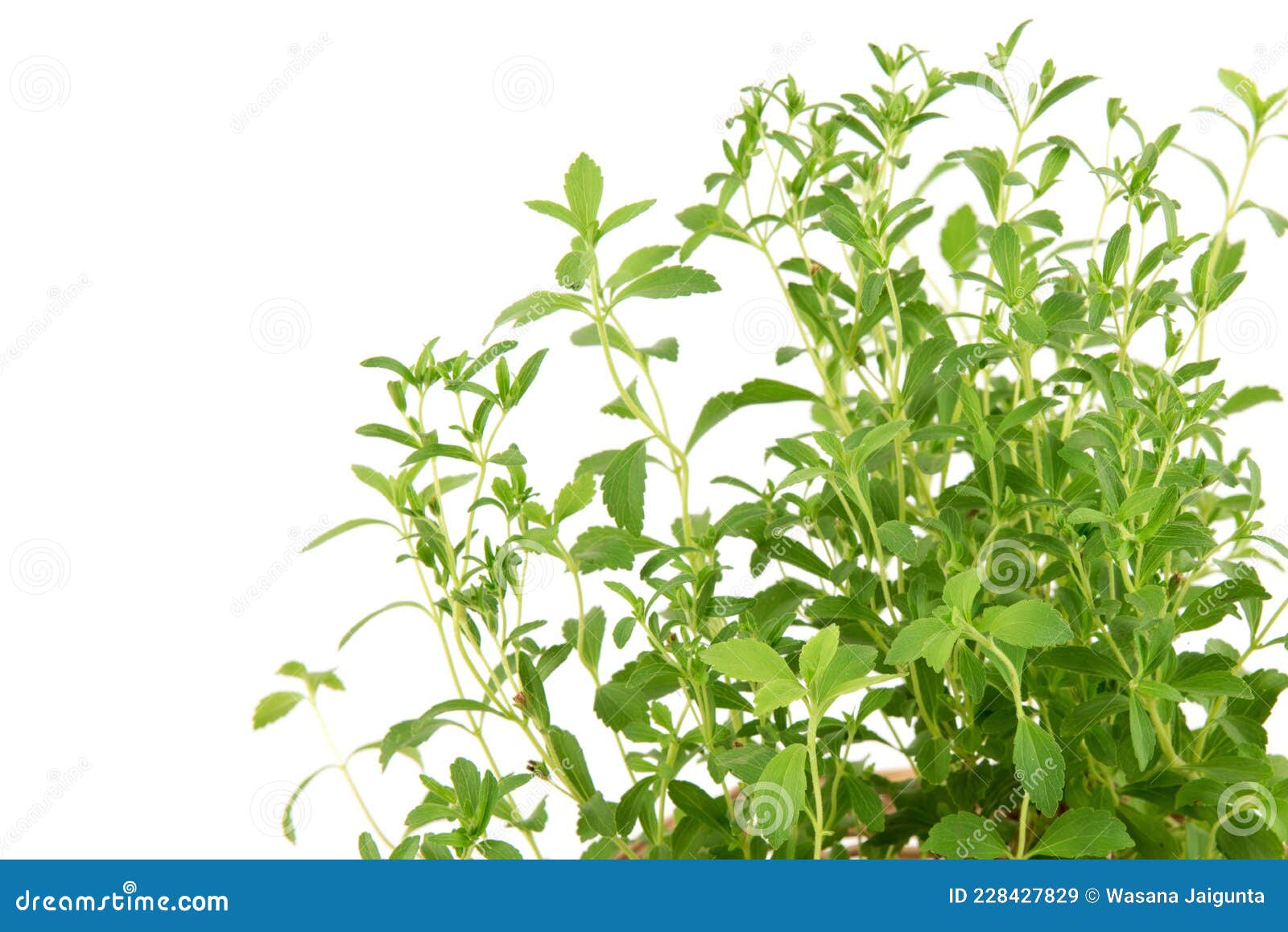 Stevia Trees Isolated on White Background Stock Image - Image of ...