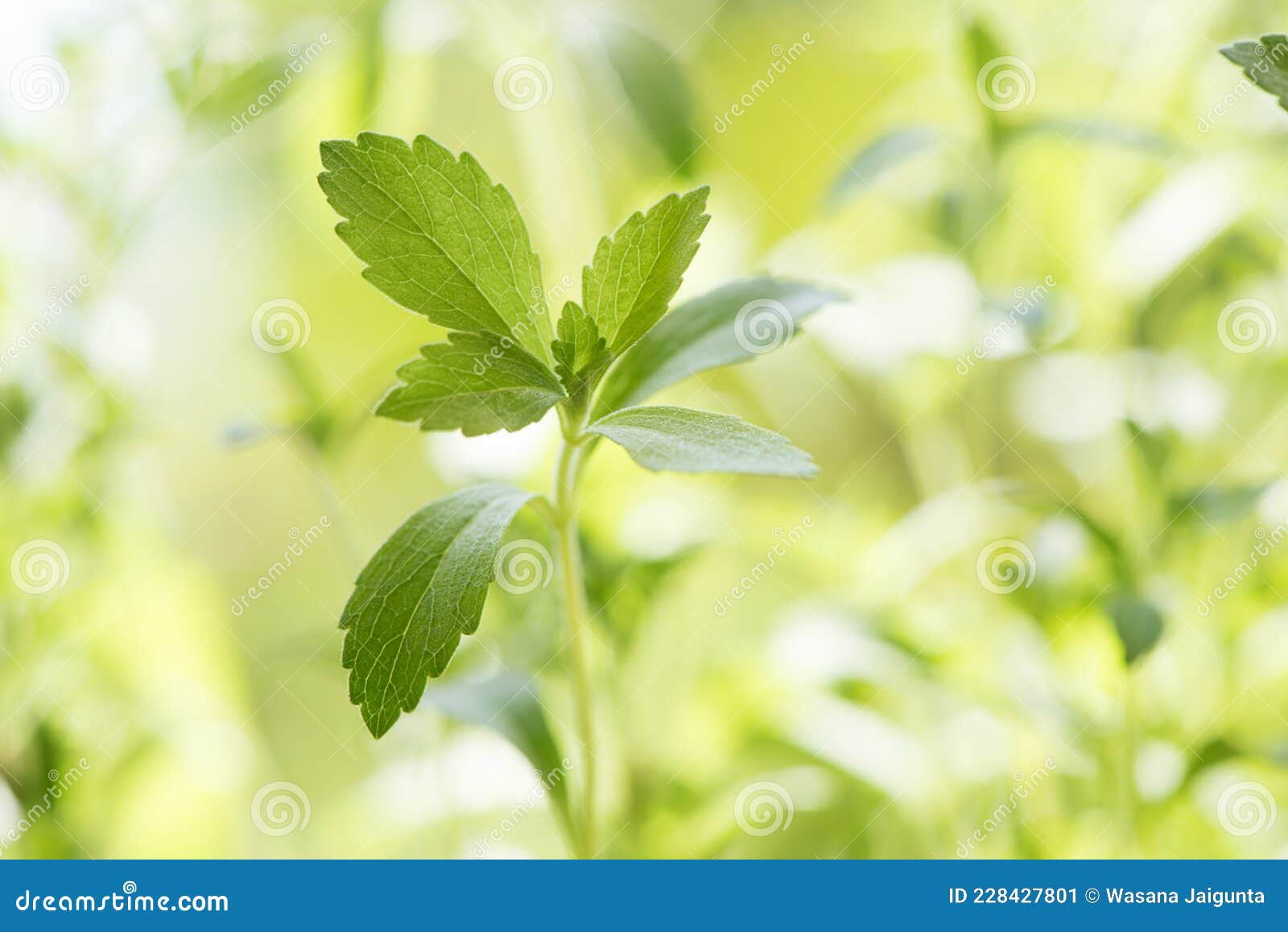 Stevia Trees on Nature Background Stock Image - Image of alternative ...