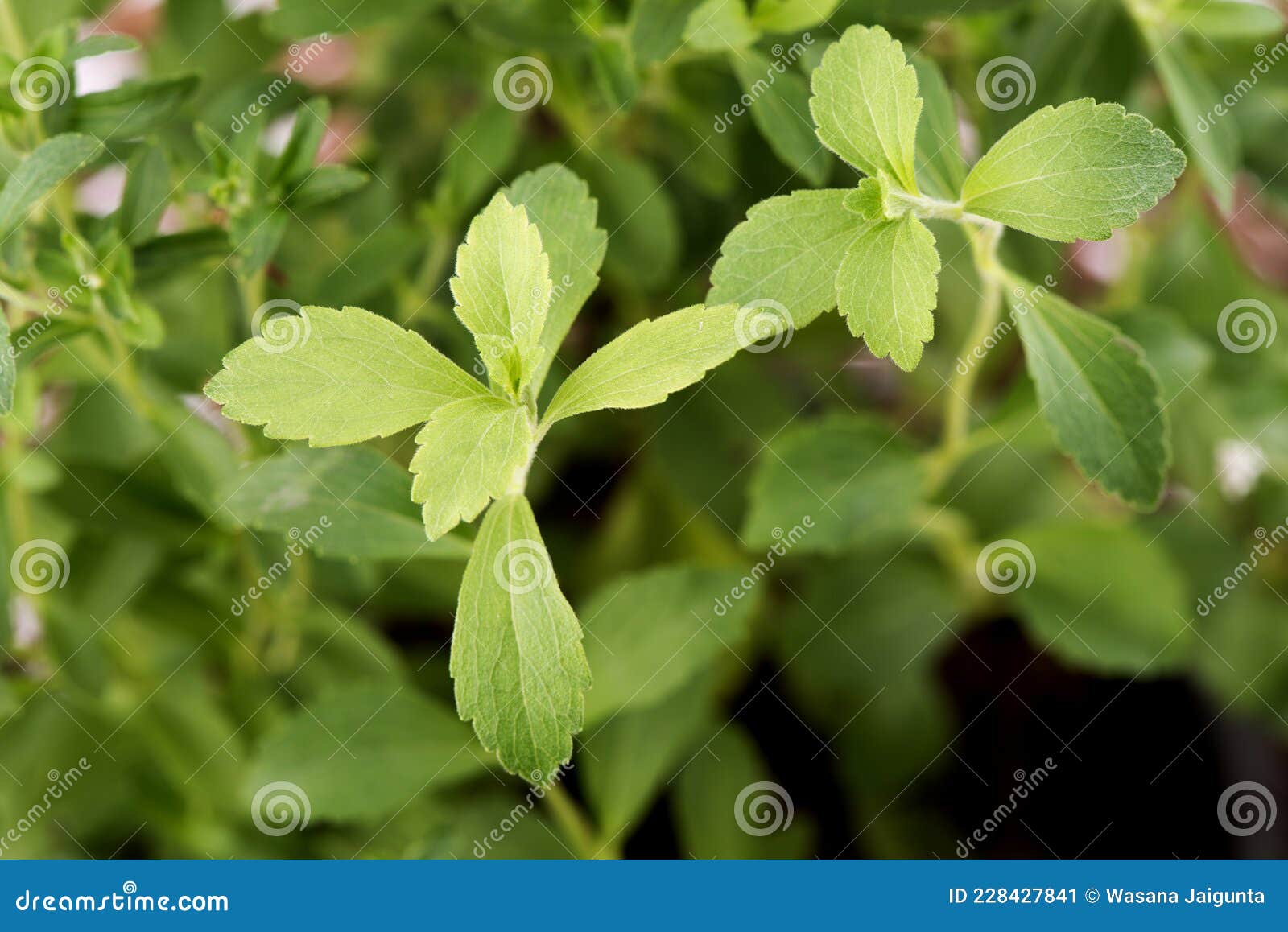 Stevia Trees on Nature Background Stock Image - Image of herb, cooking ...