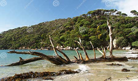 Stewart island beach stock photo. Image of bush, trunk - 25854674