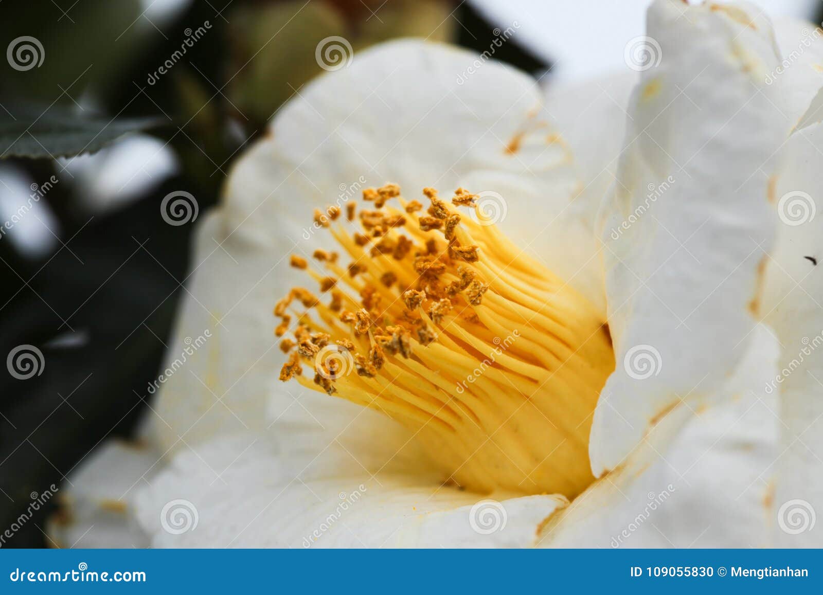 Stewartia sinensis Rehd 库存照片. 图片 包括有 山脉, 根据, 超过, 位于 - 109055830