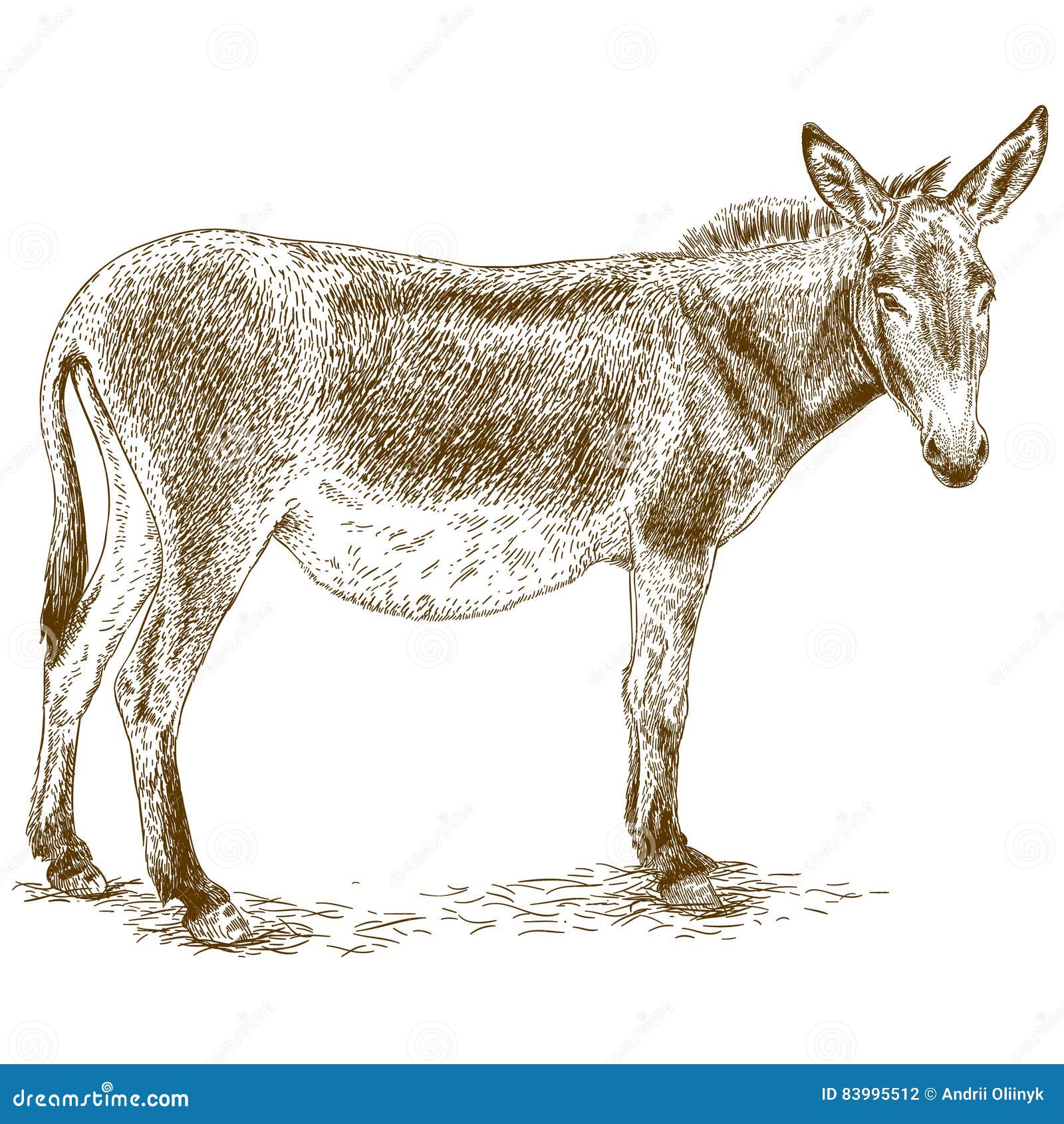 Stichillustration Des Esels Vektor Abbildung - Illustration von ...