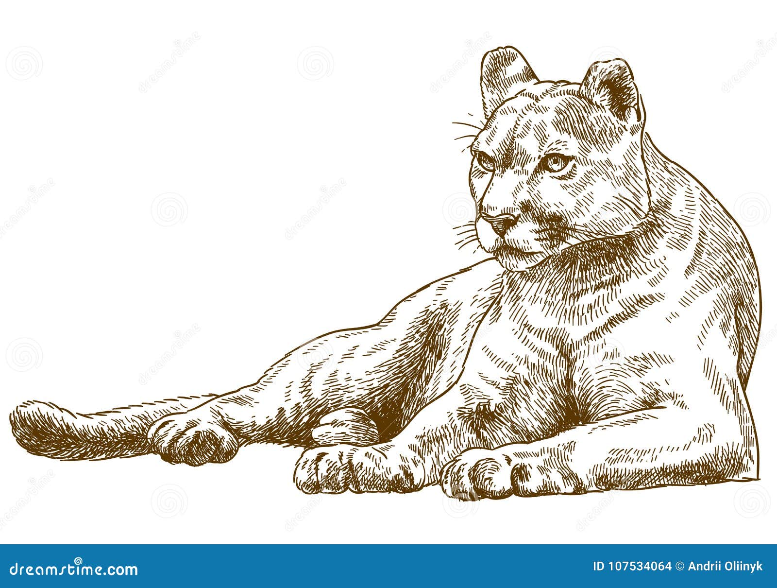 Stichillustration Des Pumas Vektor Abbildung - Illustration von pelz ...
