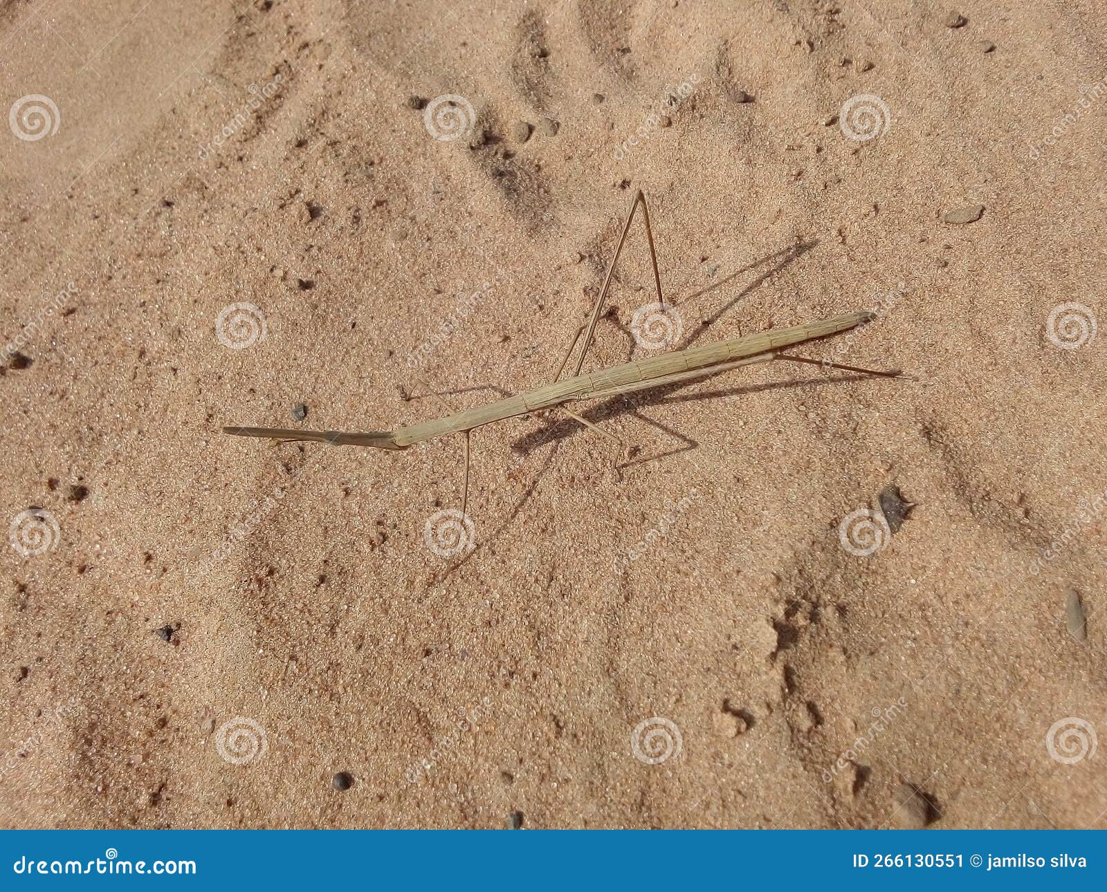 Stick animal in the sand stock image. Image of wildlife - 266130551