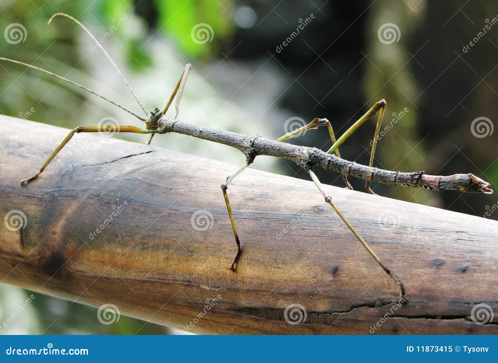 Stick Bug stock image. Image of insect, brasil, forest - 11873415