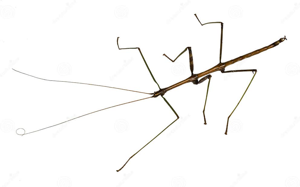 Stick bug stock photo. Image of legs, white, stench, isolated - 16770896