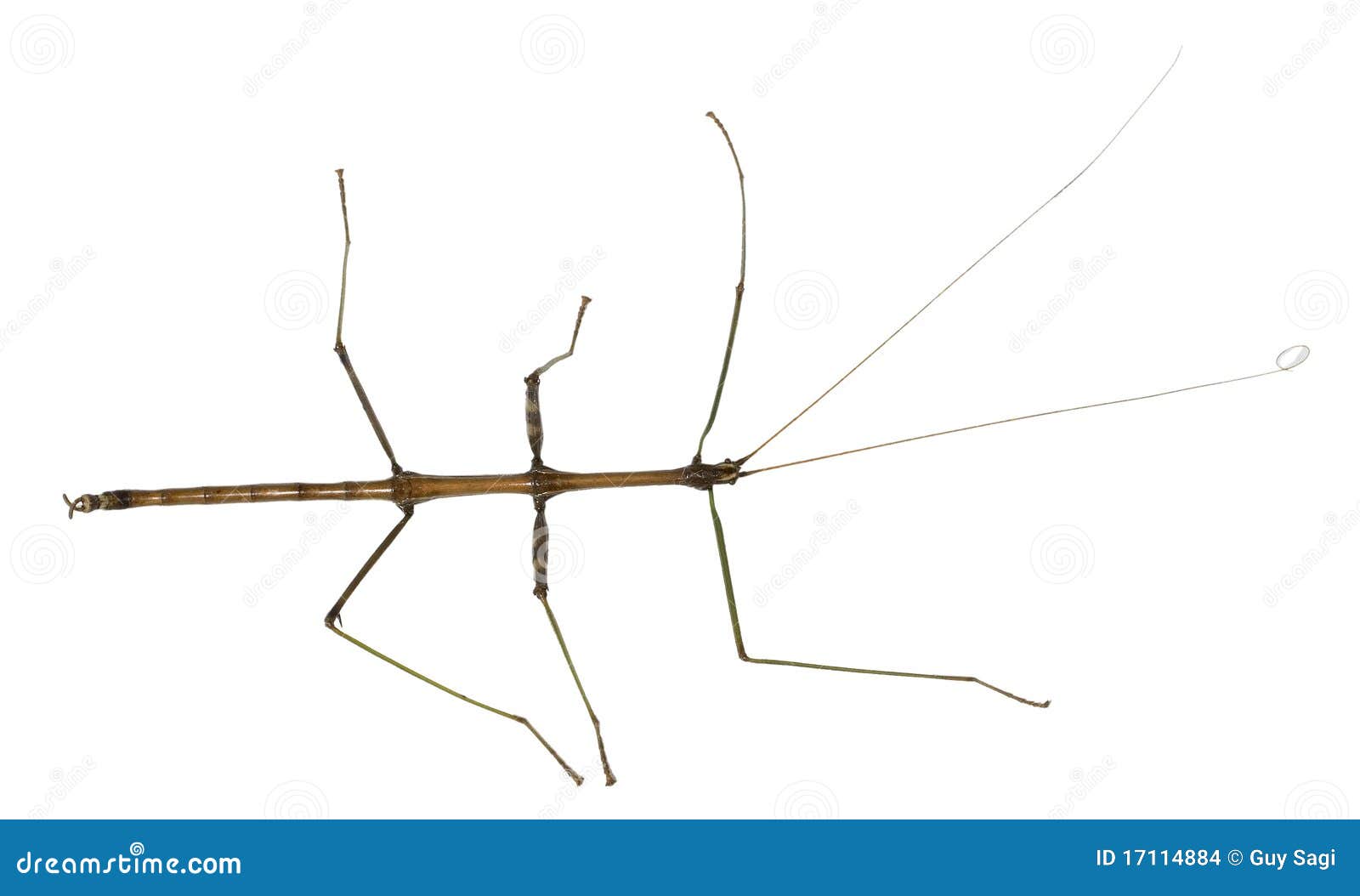 Stick bug stock photo. Image of antennae, isolated, twig - 17114884
